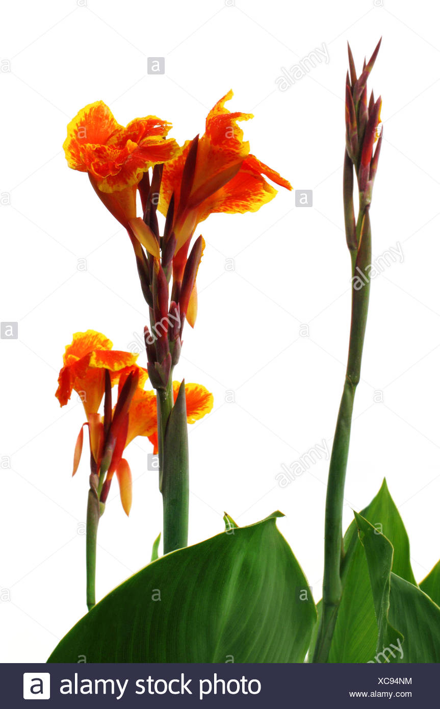 Siri Stock Photos & Siri Stock Images - Alamy