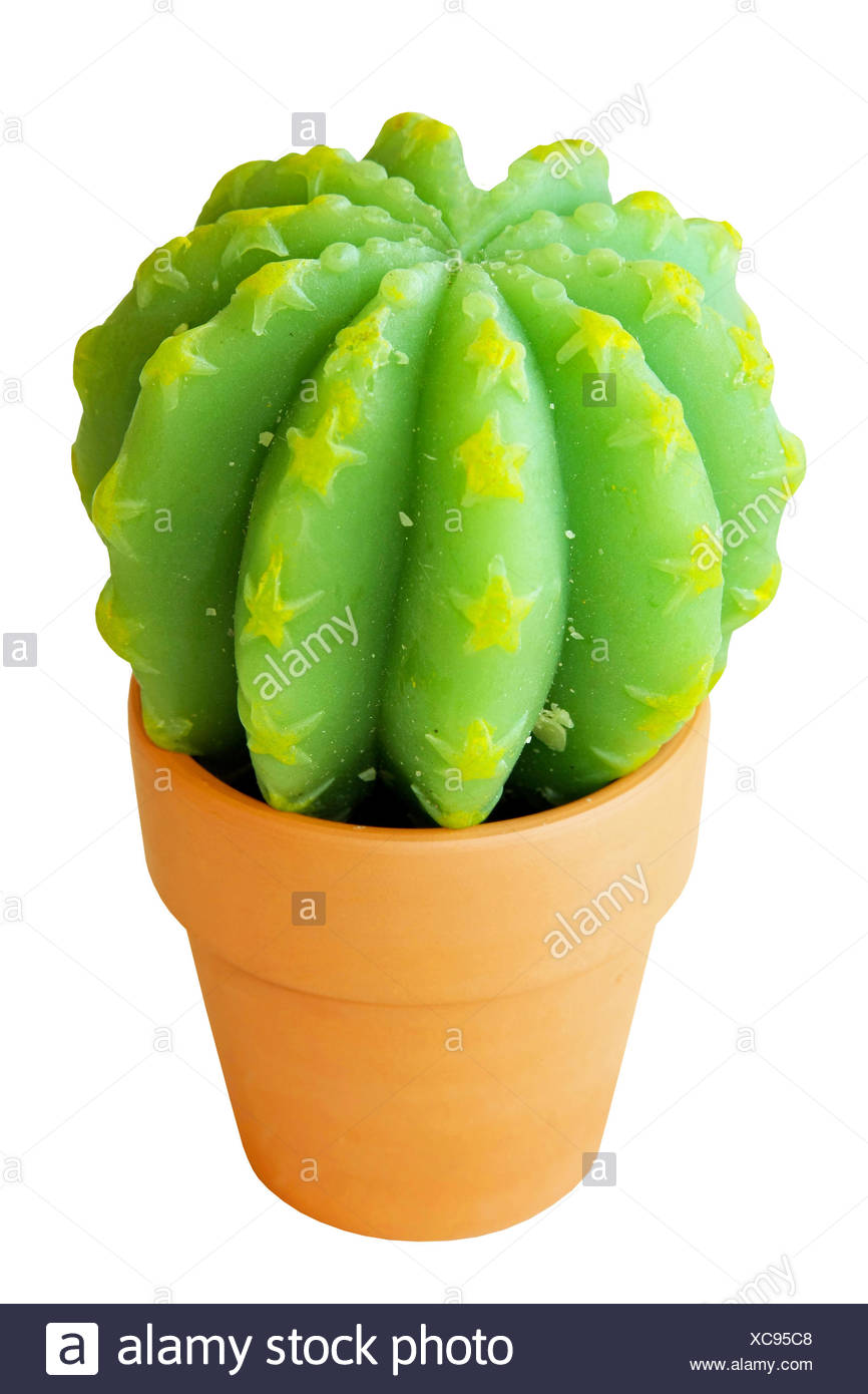 Star Cactus Stock Photos & Star Cactus Stock Images - Alamy