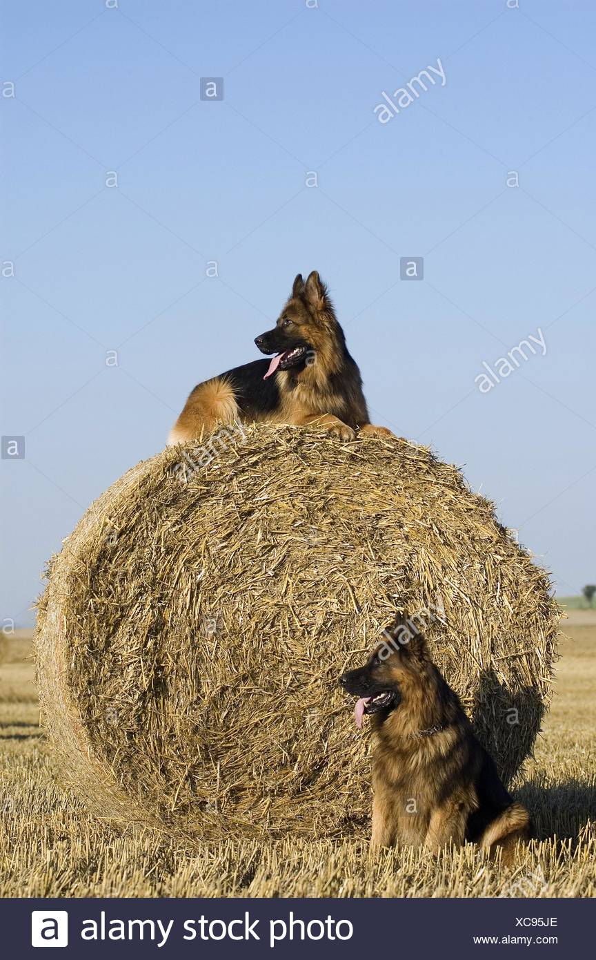 Old German Herding Dogs High Resolution Stock Photography and Images ...