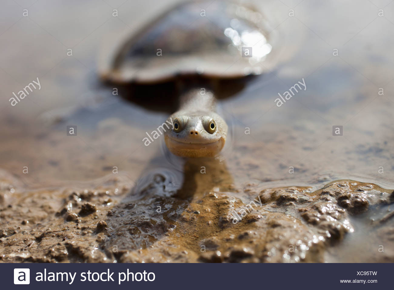 Eastern Long Necked Turtle High Resolution Stock Photography and Images ...