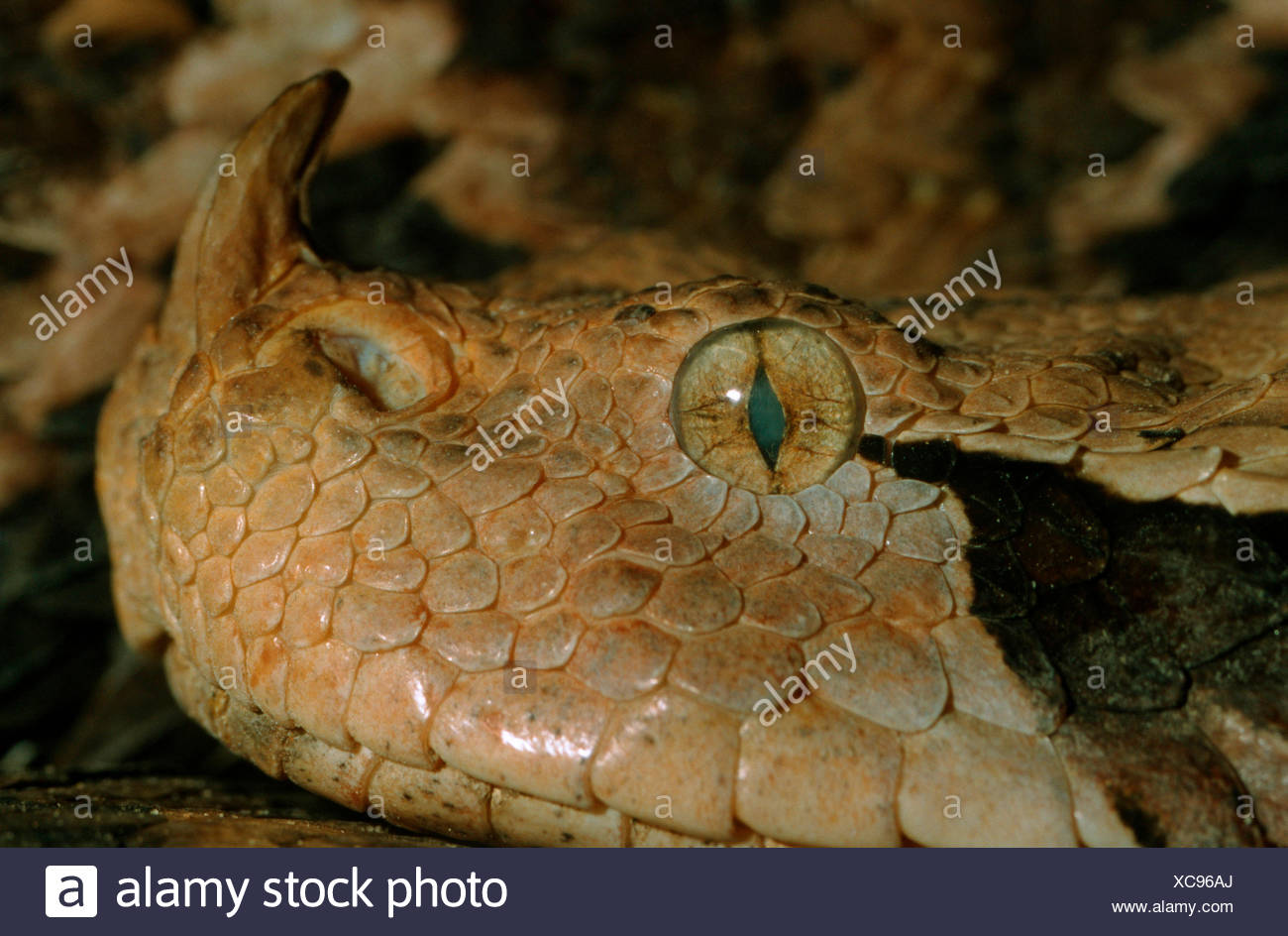 Rhinoceros Snake High Resolution Stock Photography and Images - Alamy