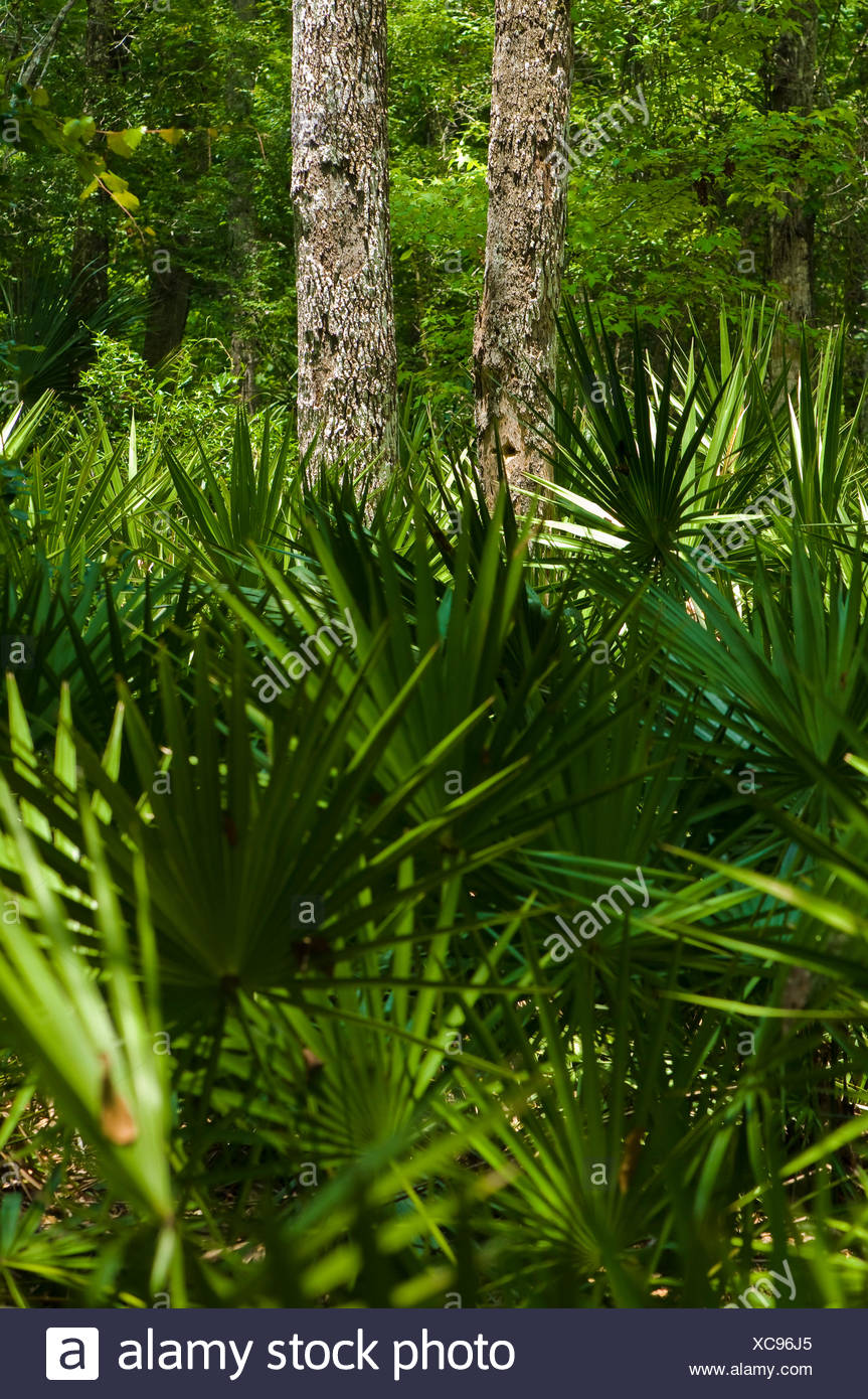 Palmetto Fronds Stock Photos & Palmetto Fronds Stock Images - Alamy
