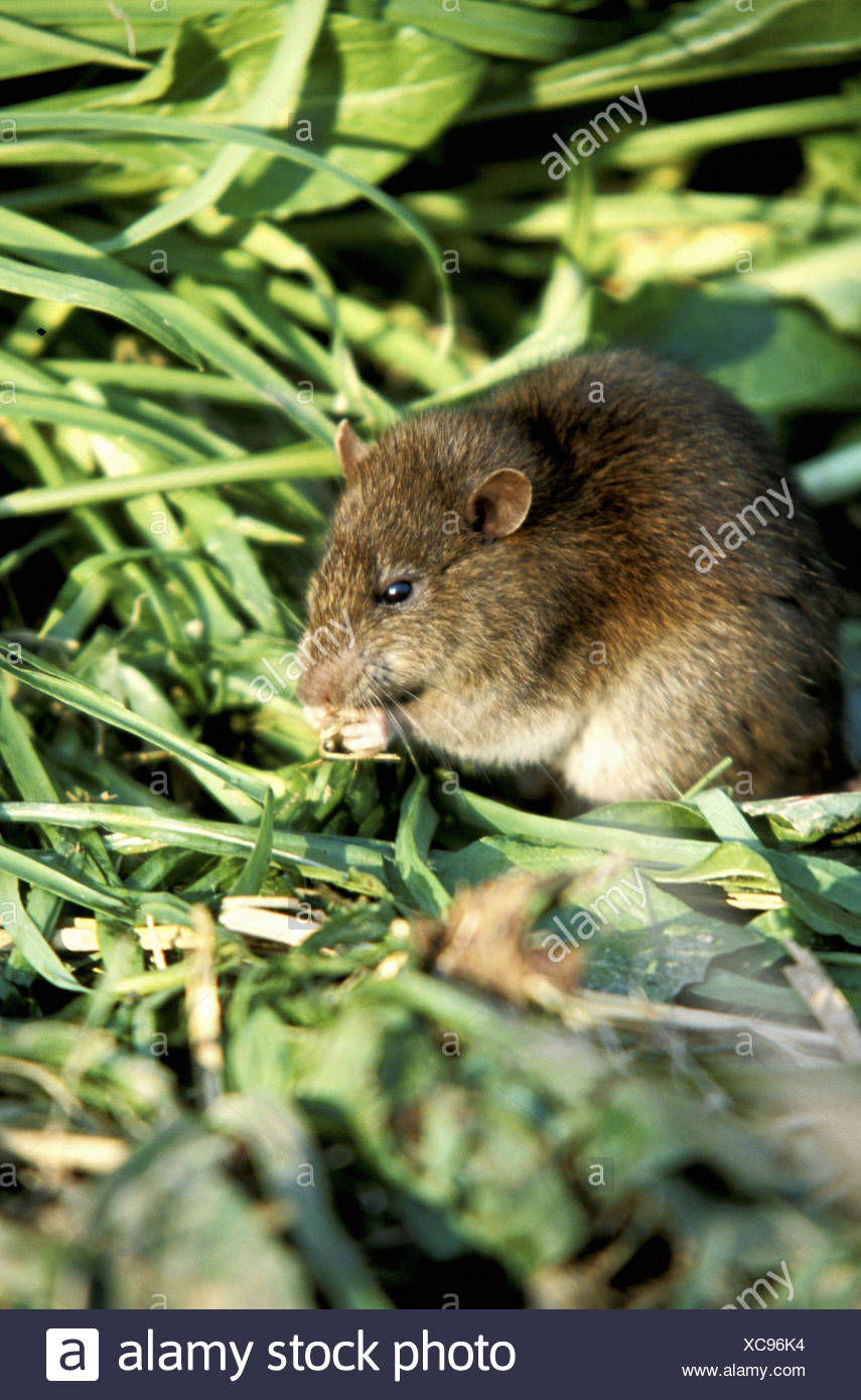 Black Ship High Resolution Stock Photography and Images - Alamy