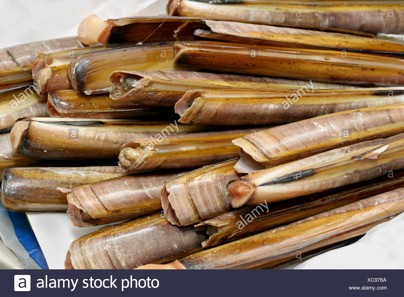 Razor Clams High Resolution Stock Photography and Images - Alamy