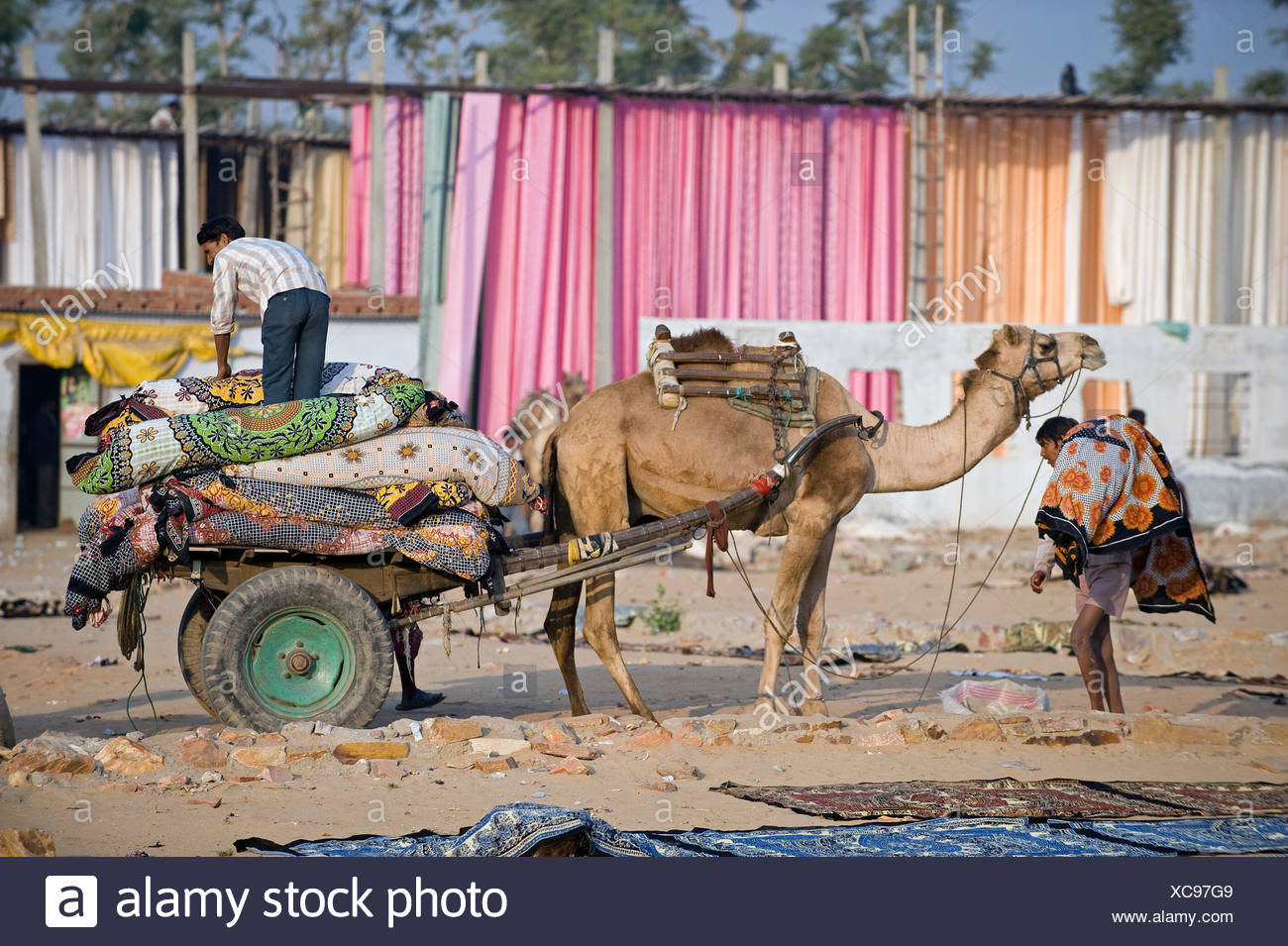 Camel Pulling High Resolution Stock Photography and Images - Alamy