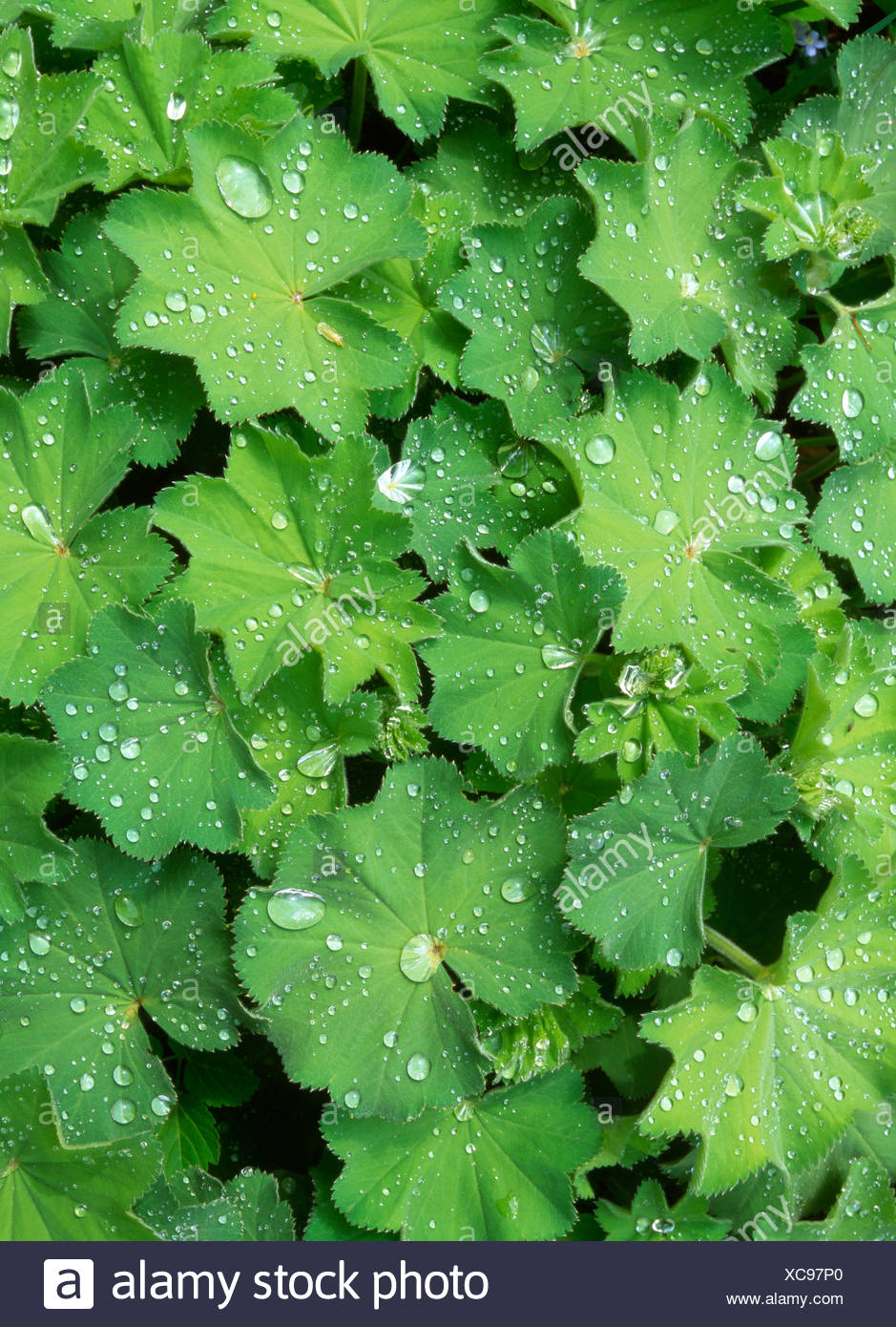 Drip Water Leaf High Resolution Stock Photography and Images - Alamy