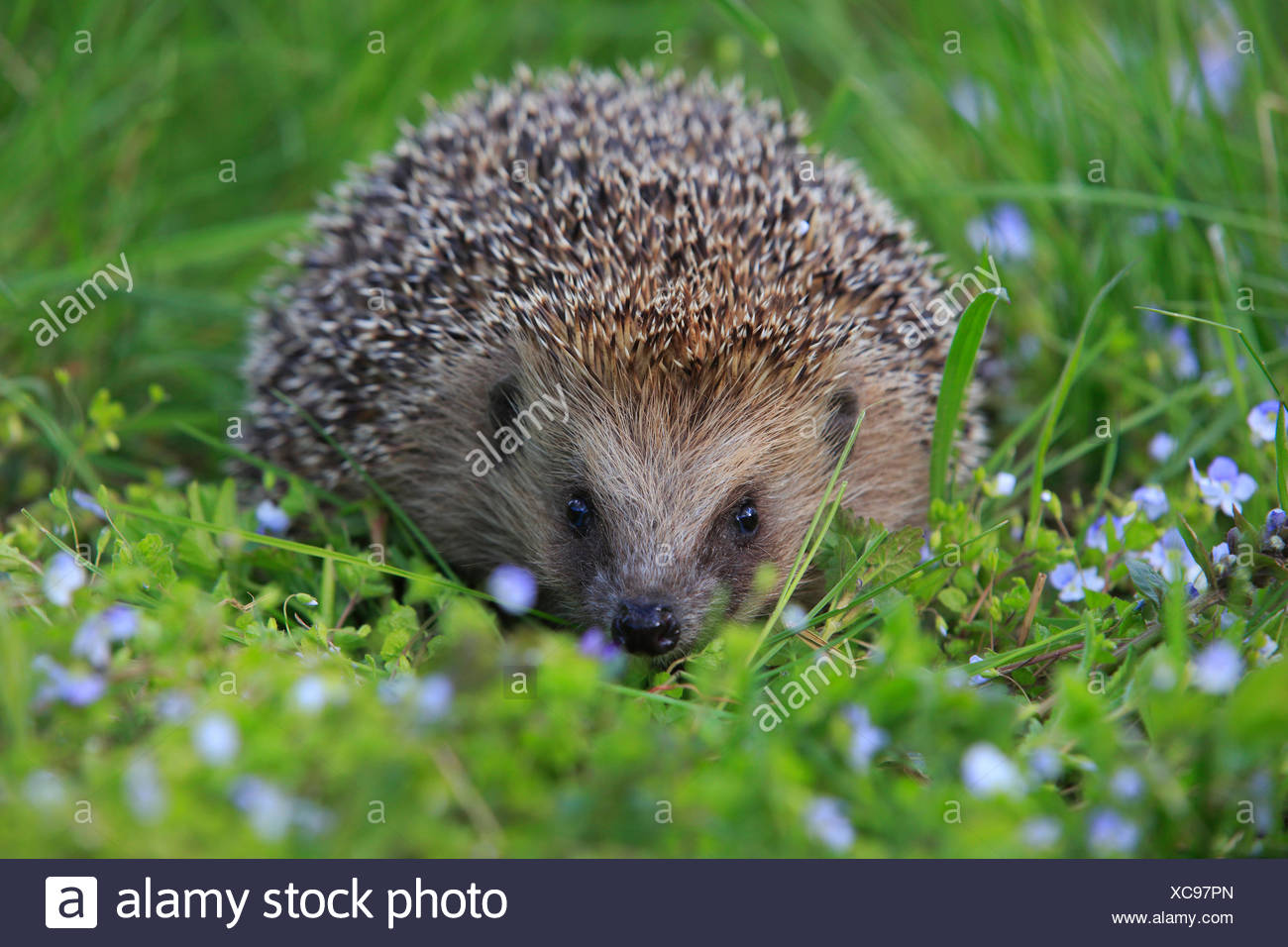 Flowers Hedgehog High Resolution Stock Photography and Images - Alamy