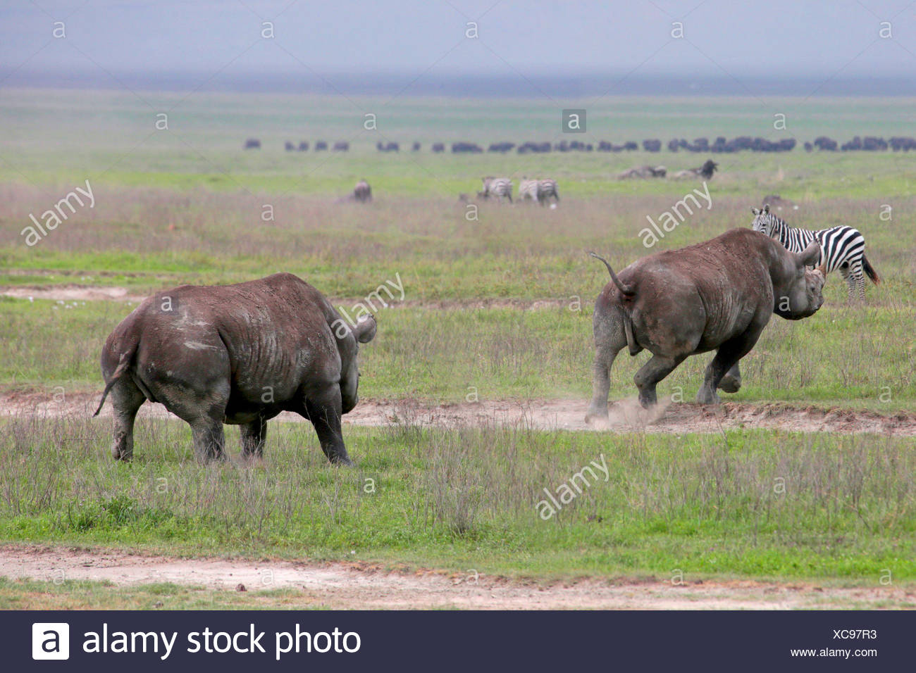 Black Rhinoceros Running Stock Photos & Black Rhinoceros Running Stock ...
