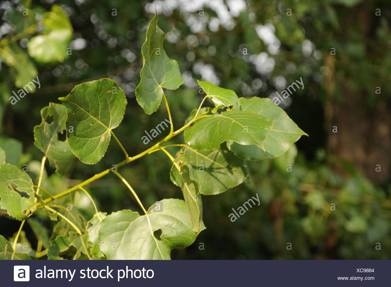 Populus X Canadensis Leaves High Resolution Stock Photography and ...