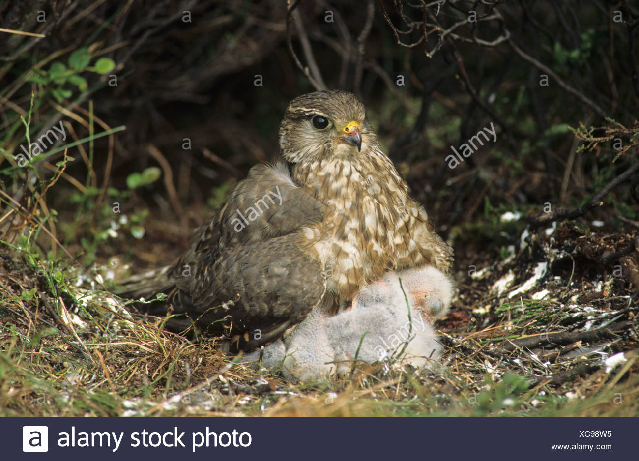 Merlin Falcon Chicks High Resolution Stock Photography and Images - Alamy