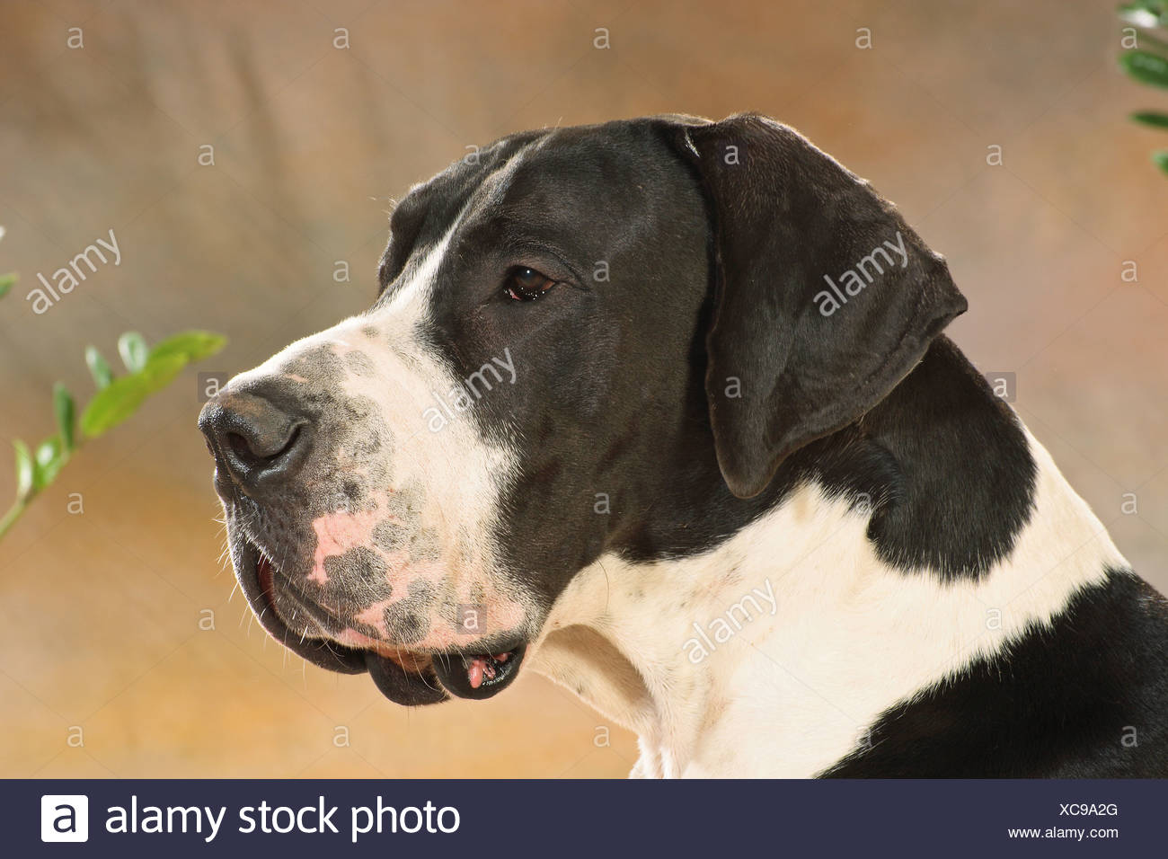 Boarhound High Resolution Stock Photography and Images - Alamy