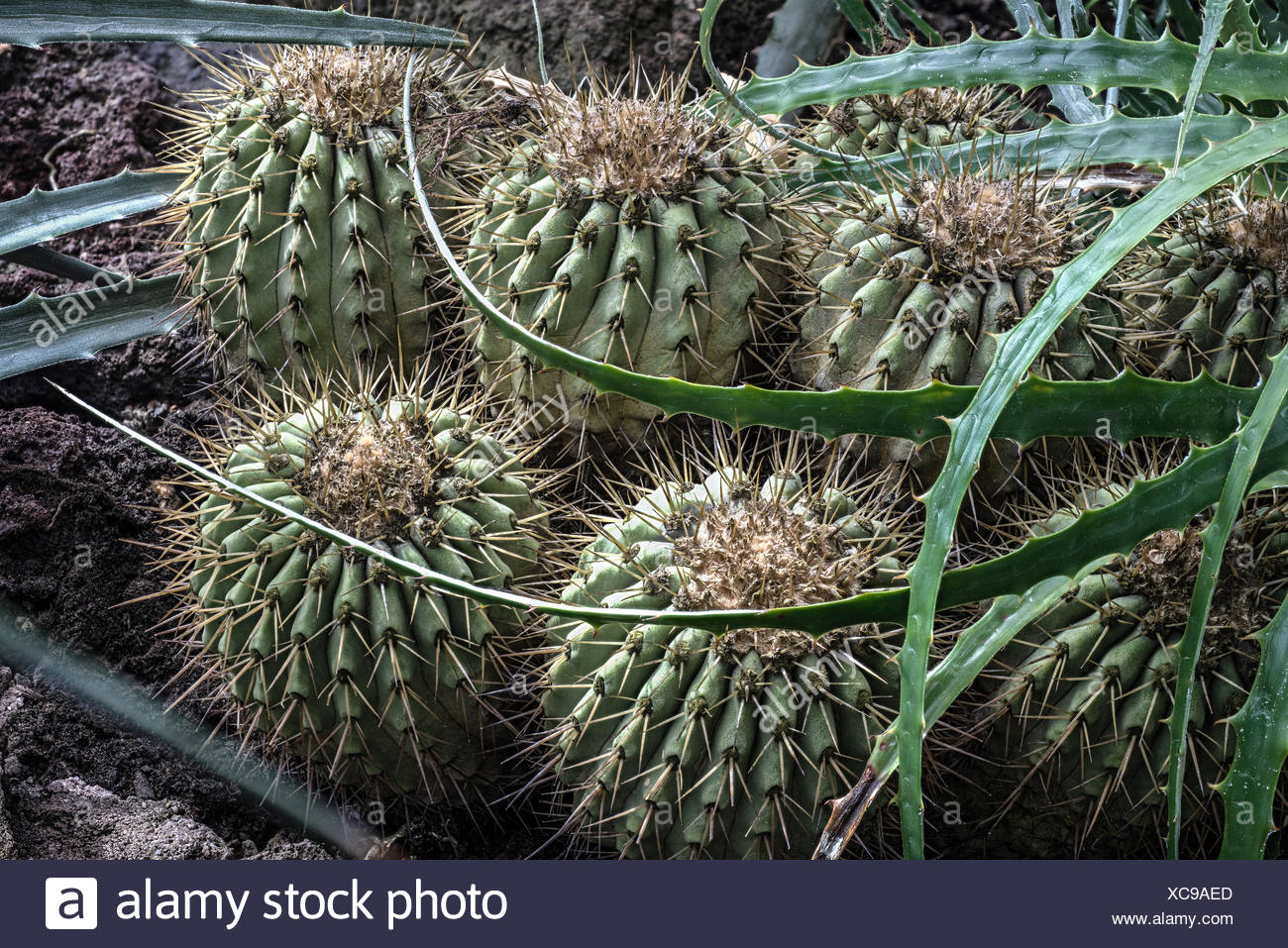 Cacti Chile High Resolution Stock Photography and Images - Alamy