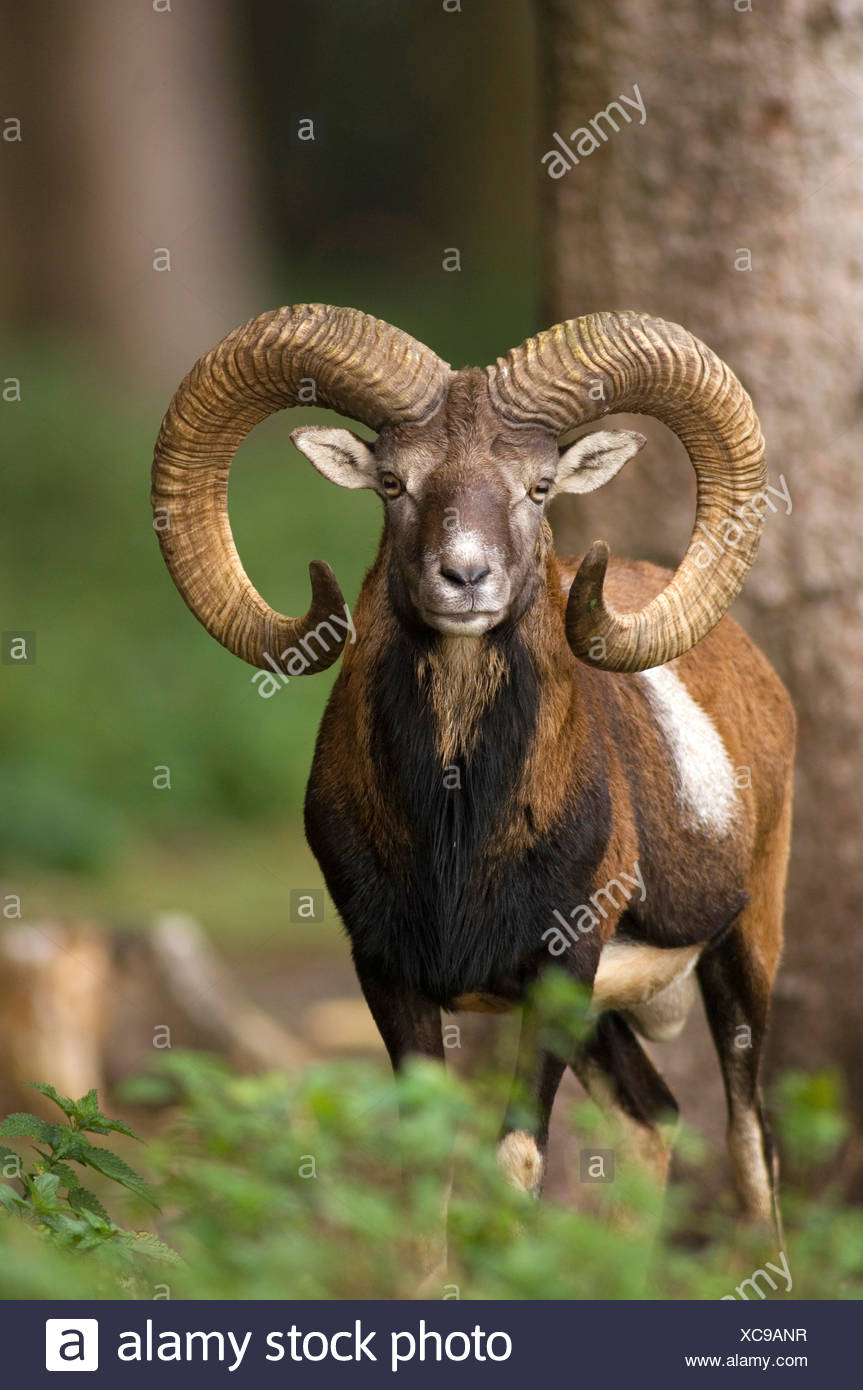 Frontal Horn High Resolution Stock Photography and Images - Alamy