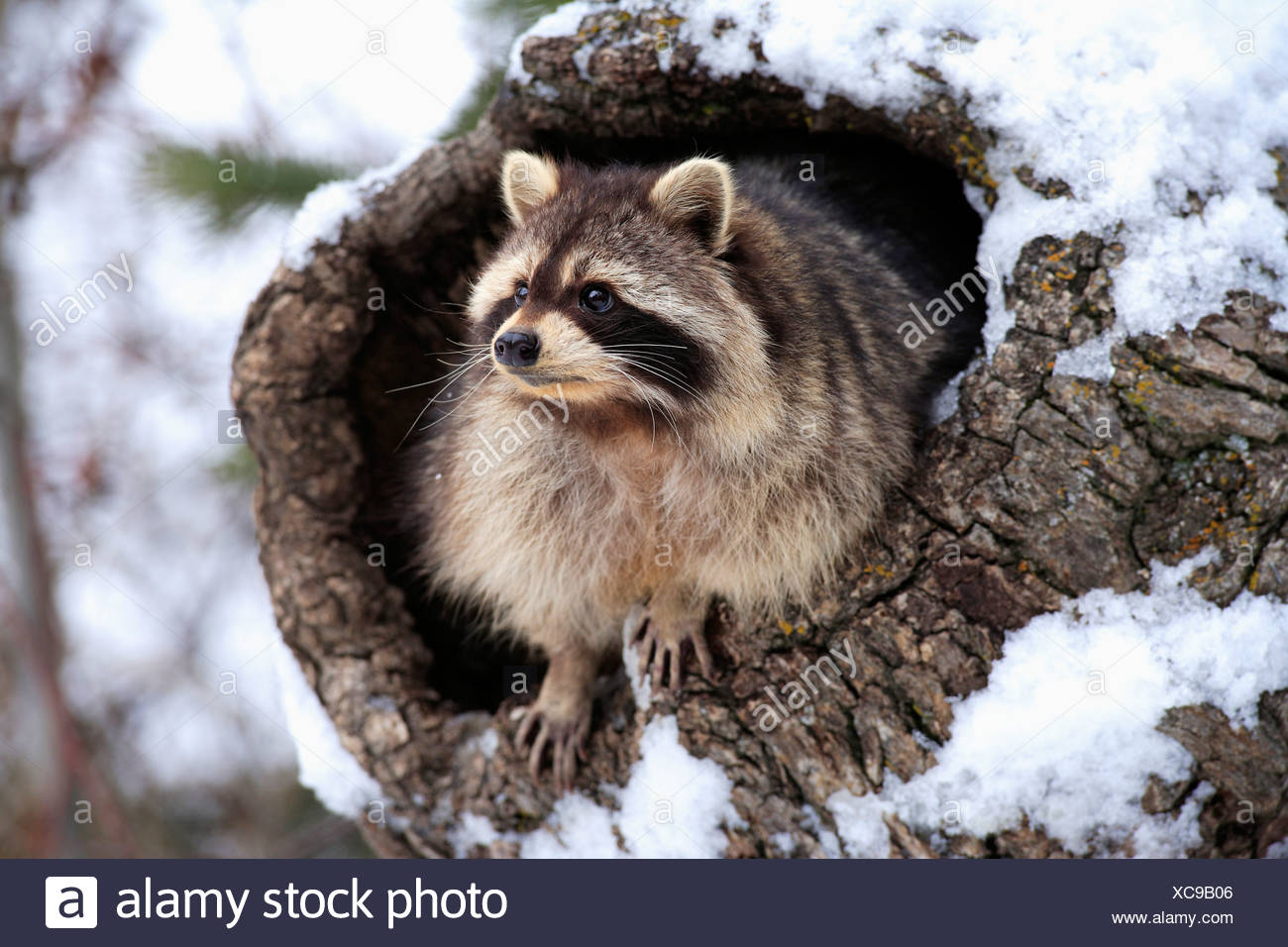 Racoon Snow High Resolution Stock Photography and Images - Alamy