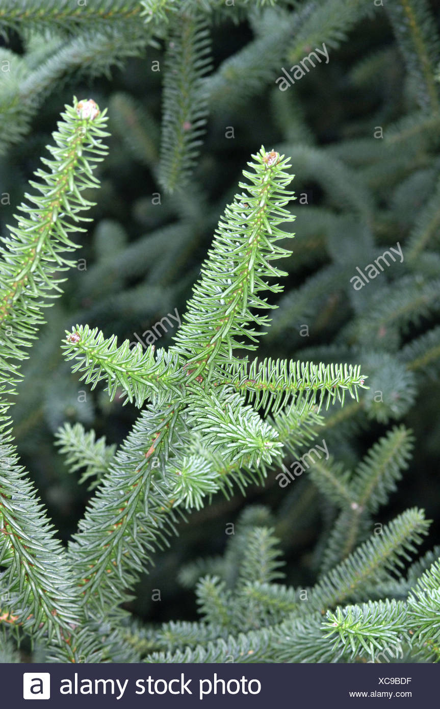 Pinsapo Trees High Resolution Stock Photography and Images - Alamy