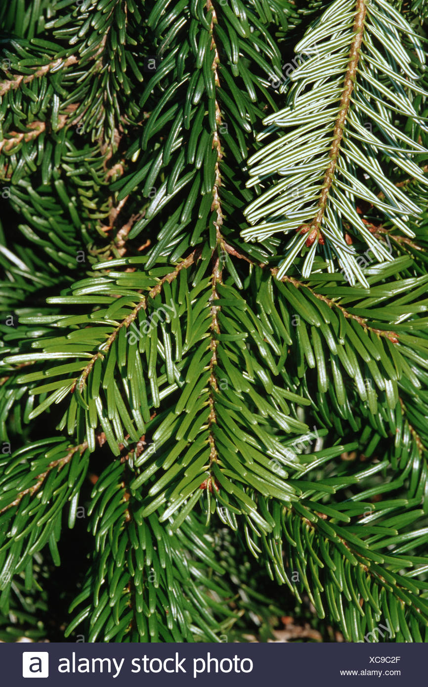 Nordman Fir Tree High Resolution Stock Photography and Images - Alamy
