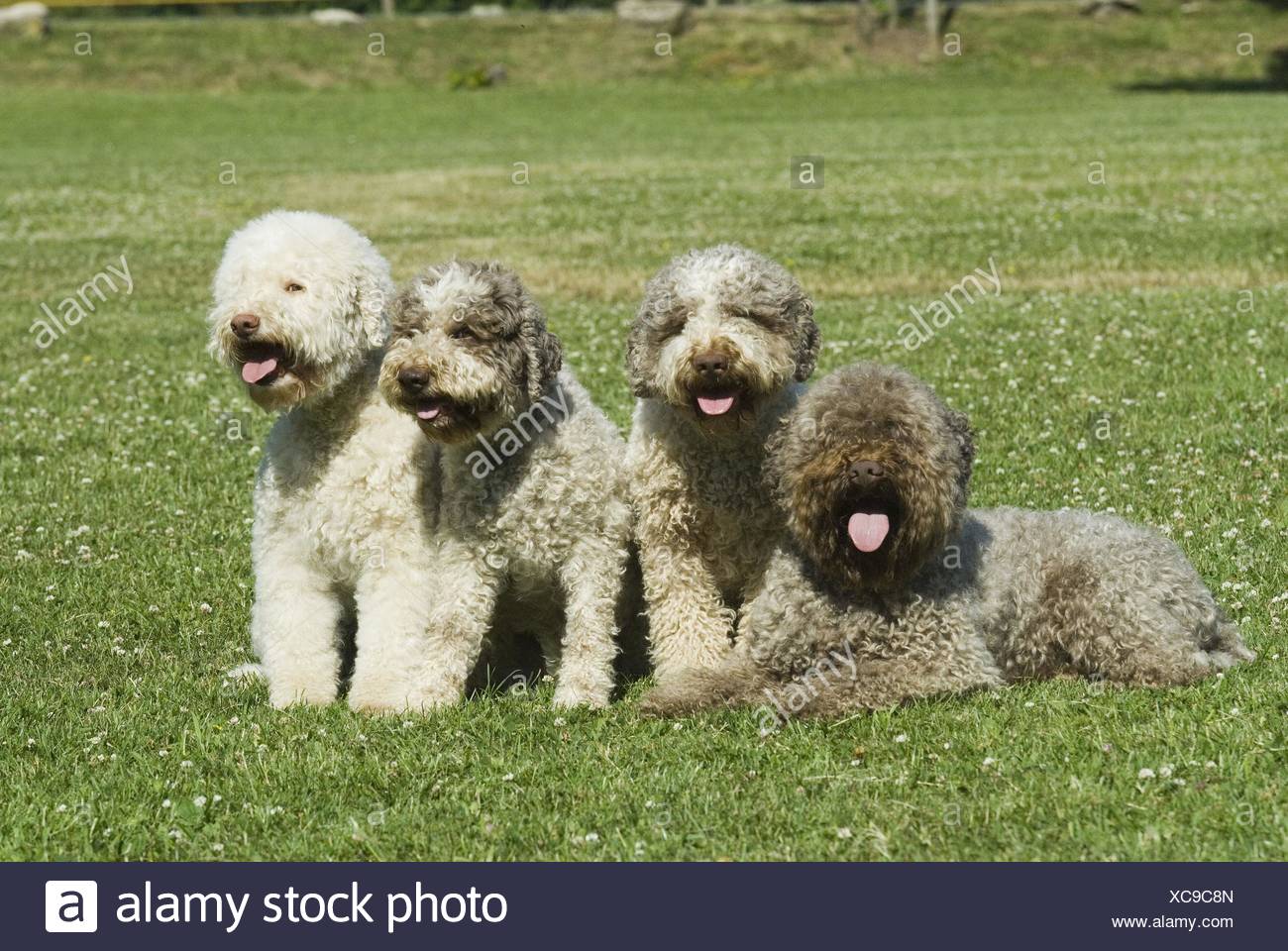 Lagotto Romagnolo And Truffle High Resolution Stock Photography and ...