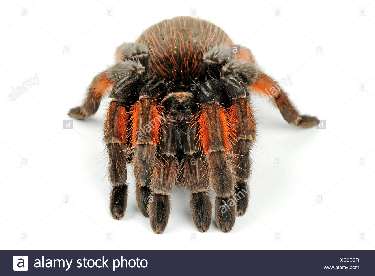 Redleg High Resolution Stock Photography and Images - Alamy