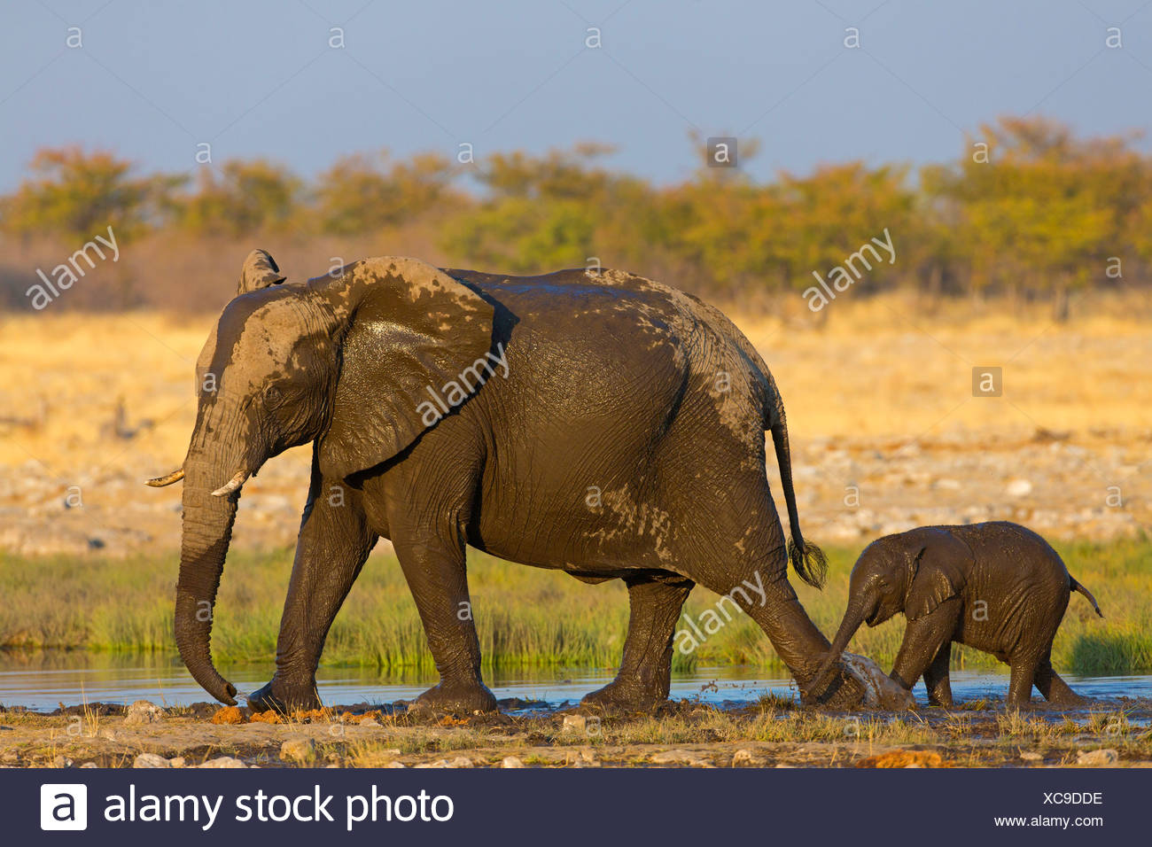 Baby Running Elephant High Resolution Stock Photography and Images - Alamy