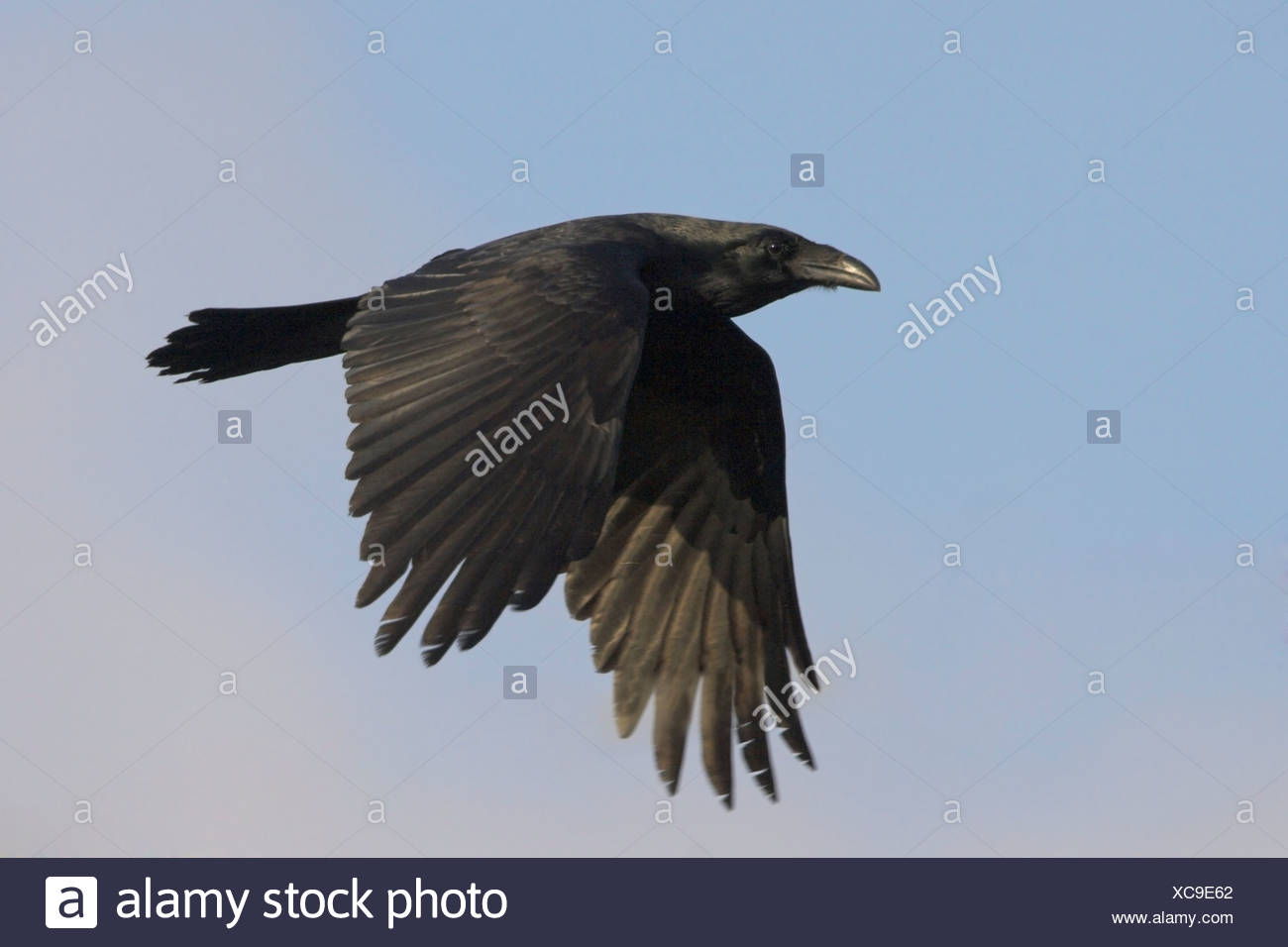 Flying Ravens High Resolution Stock Photography and Images - Alamy