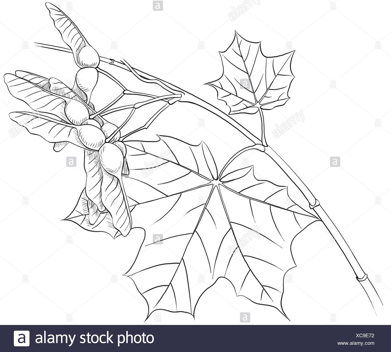 Double Samara High Resolution Stock Photography and Images - Alamy