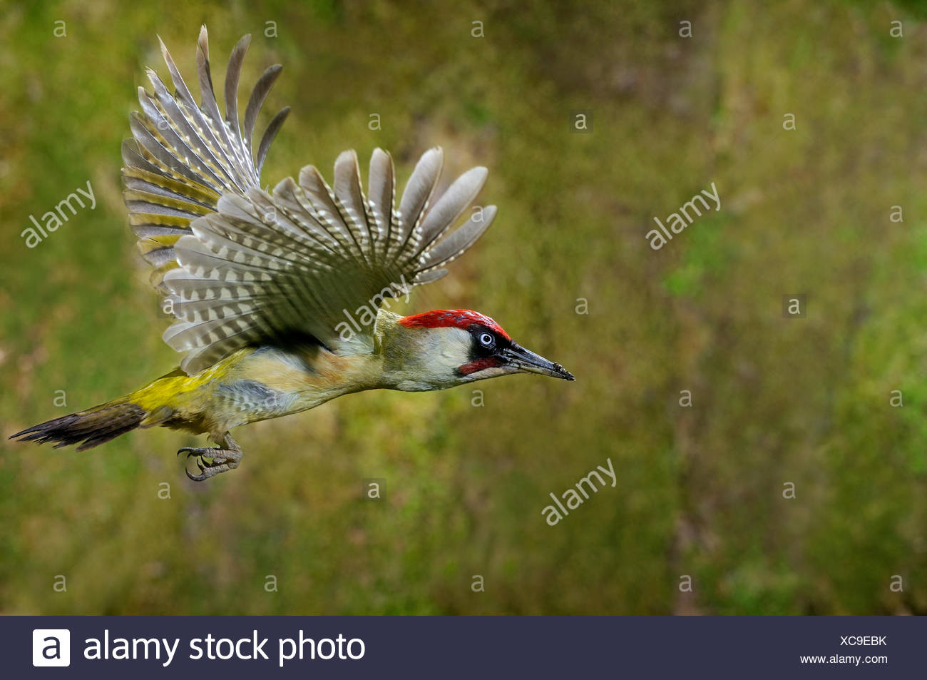 Male European Green Woodpecker High Resolution Stock Photography and ...