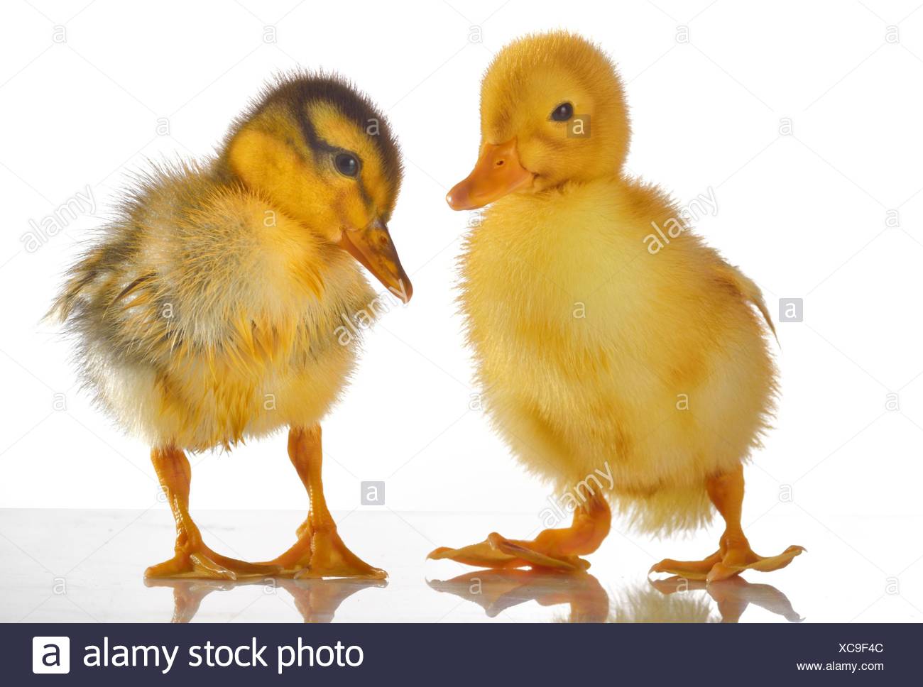 Two Duck High Resolution Stock Photography and Images - Alamy