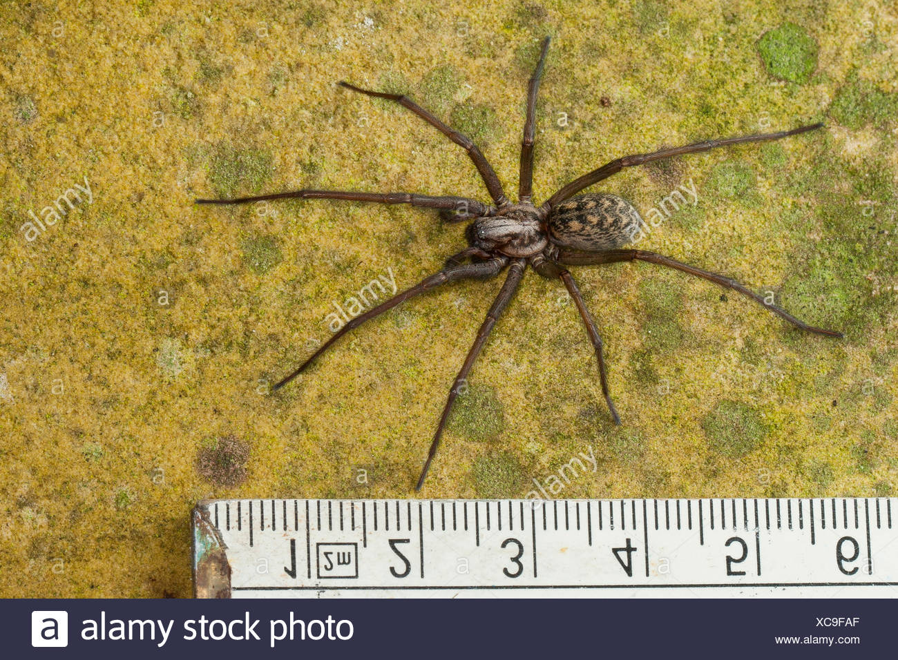 Giant House Spider Spiders High Resolution Stock Photography and Images ...