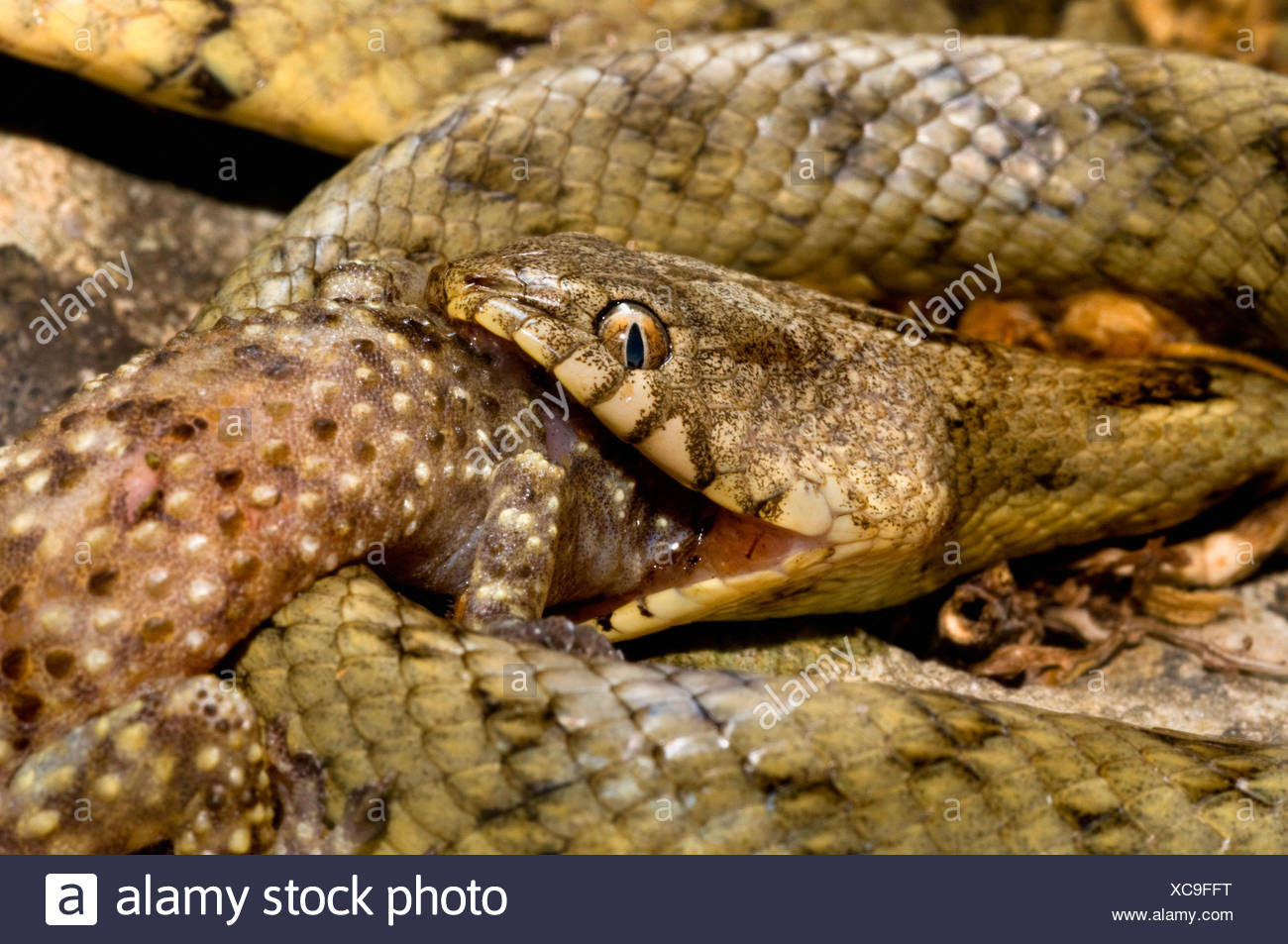 Venomous Snakes Of Greece High Resolution Stock Photography and Images ...