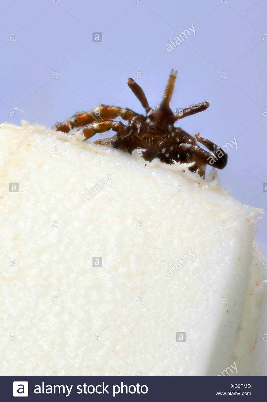 Sheep Tick High Resolution Stock Photography and Images - Alamy