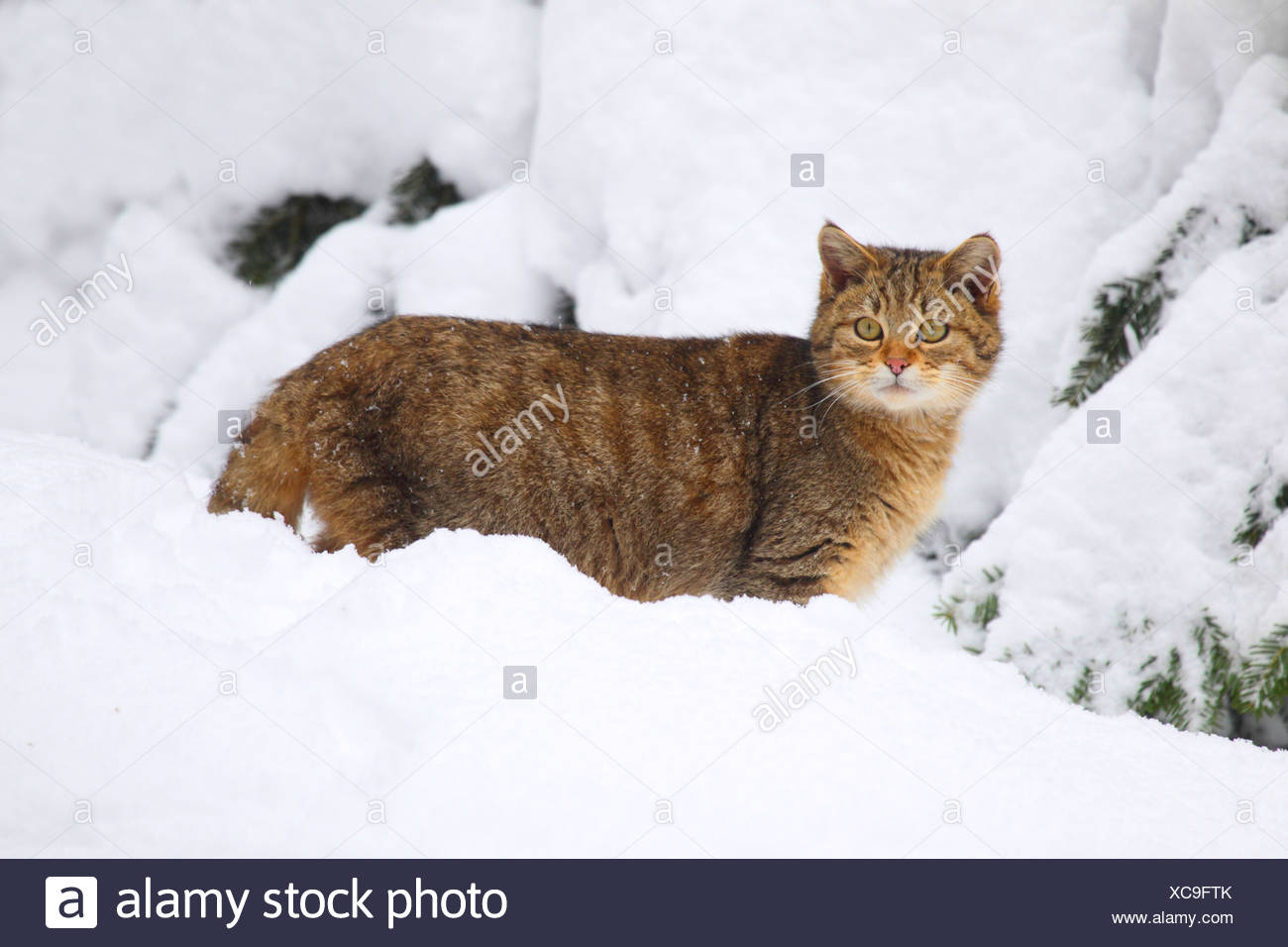 Wildcat With Prey Snow Stock Photos & Wildcat With Prey Snow Stock ...