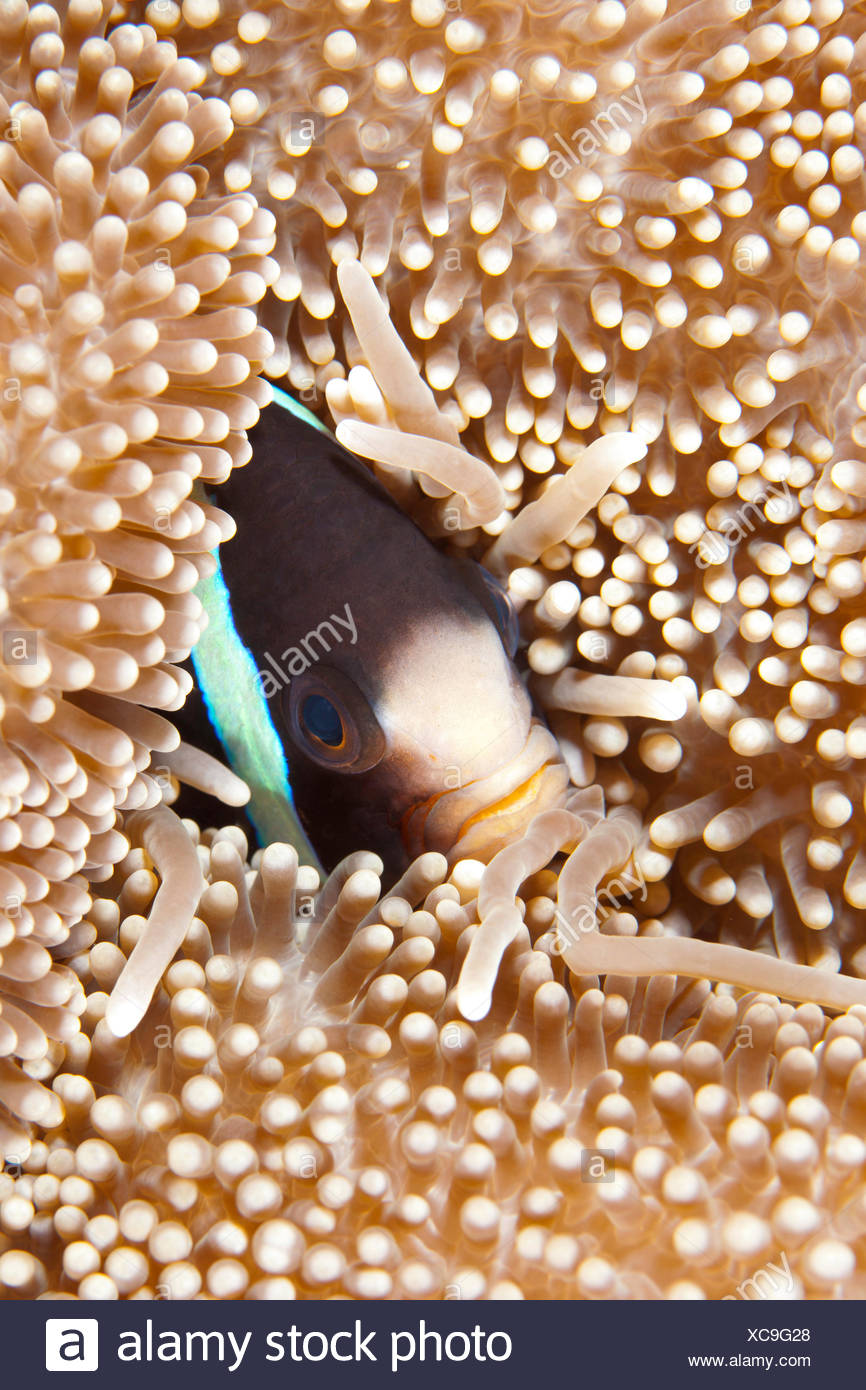 Stinging Tail High Resolution Stock Photography and Images - Alamy