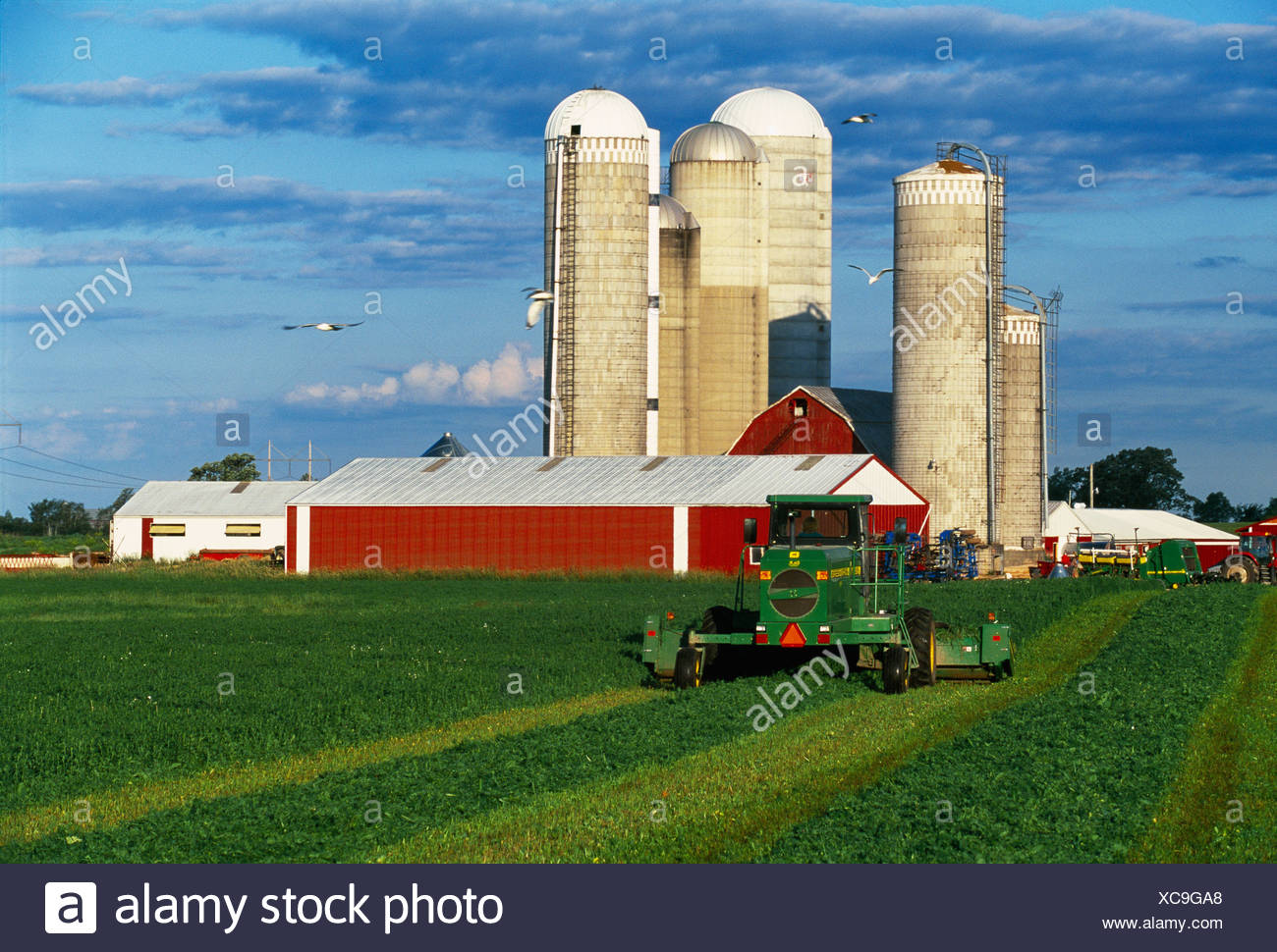 Alfalfa Windrows High Resolution Stock Photography and Images - Alamy