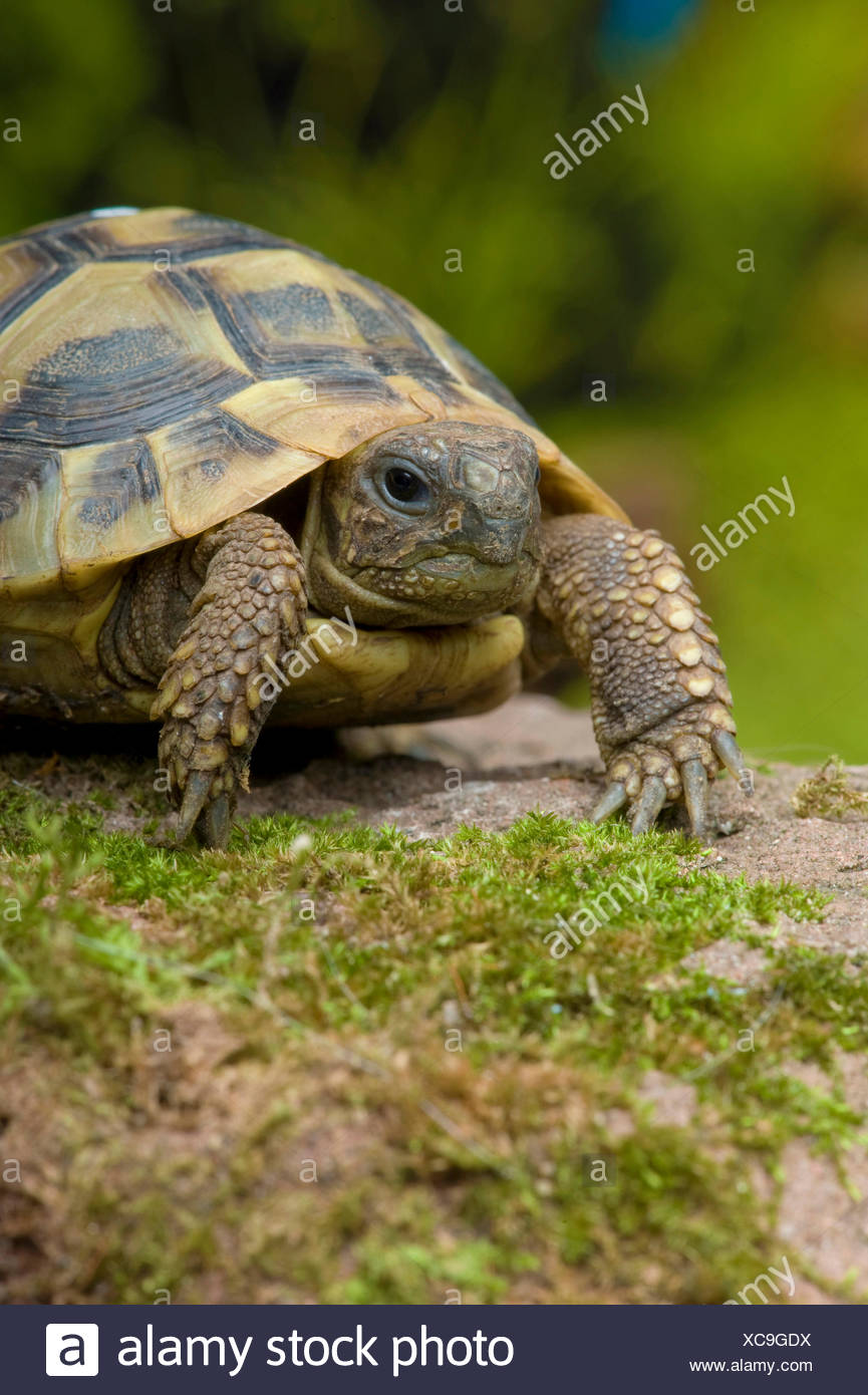Half Tortoise High Resolution Stock Photography and Images - Alamy