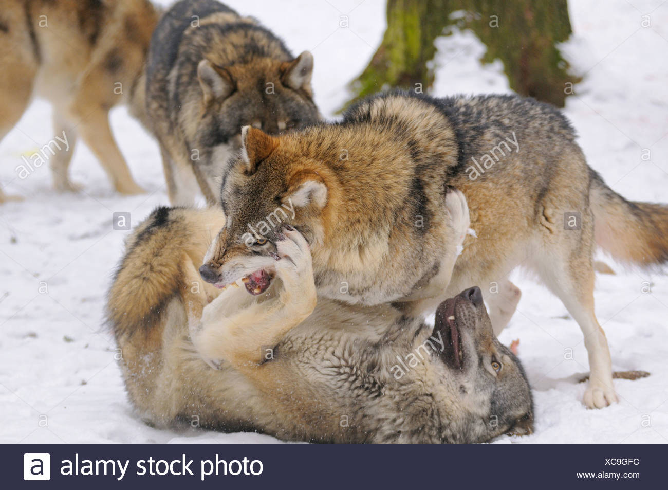 Gray Wolves Fight High Resolution Stock Photography and Images - Alamy