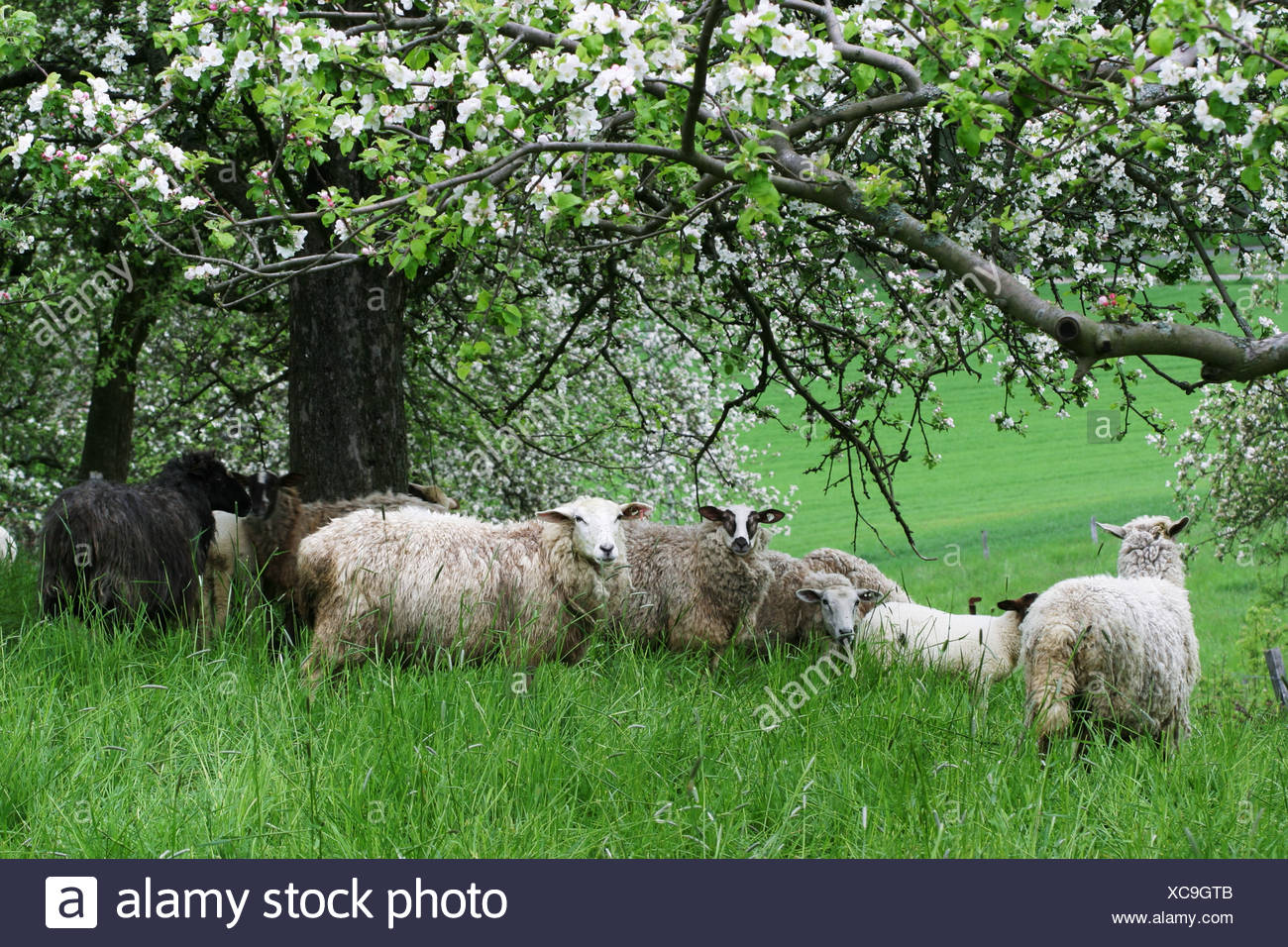 Sheps High Resolution Stock Photography and Images - Alamy