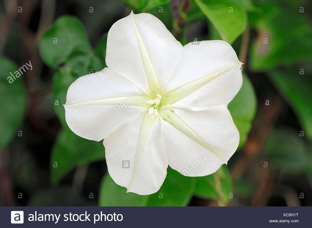 Moonflower High Resolution Stock Photography and Images - Alamy