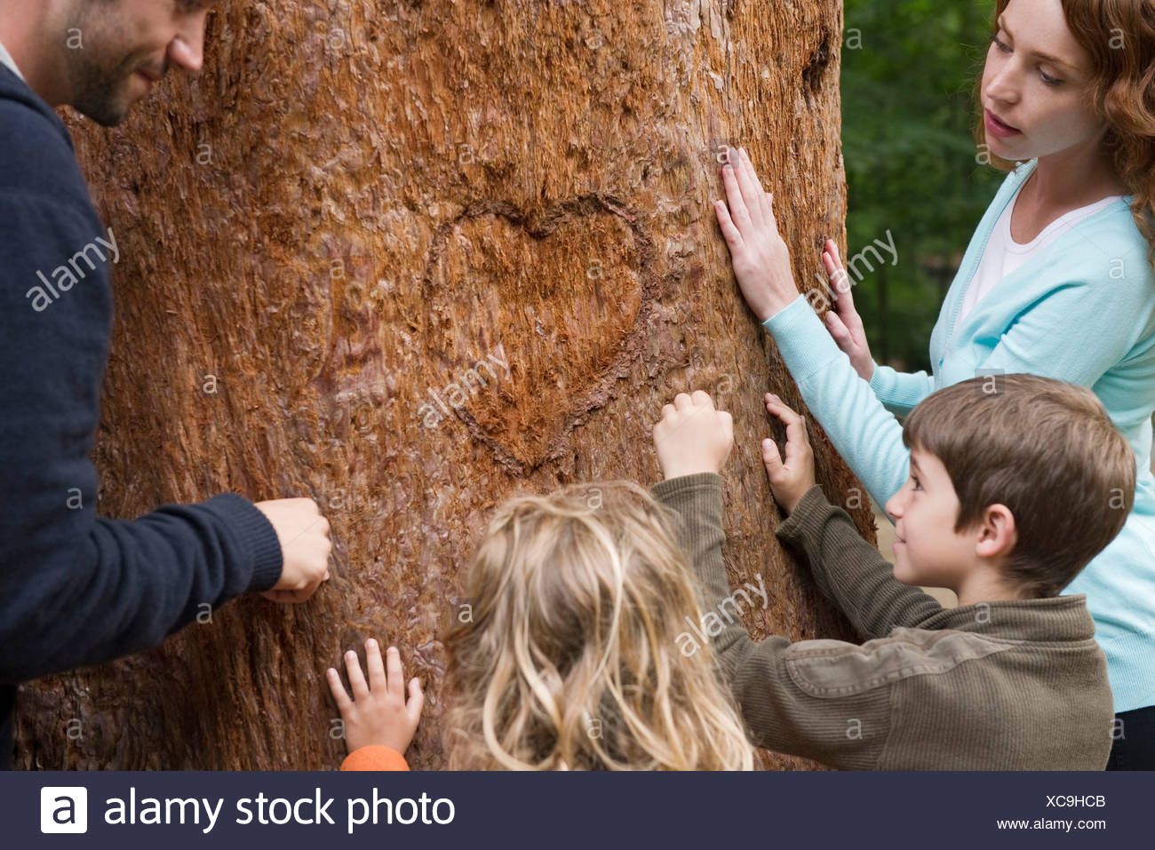 Tree With Two Trunks High Resolution Stock Photography and Images - Alamy