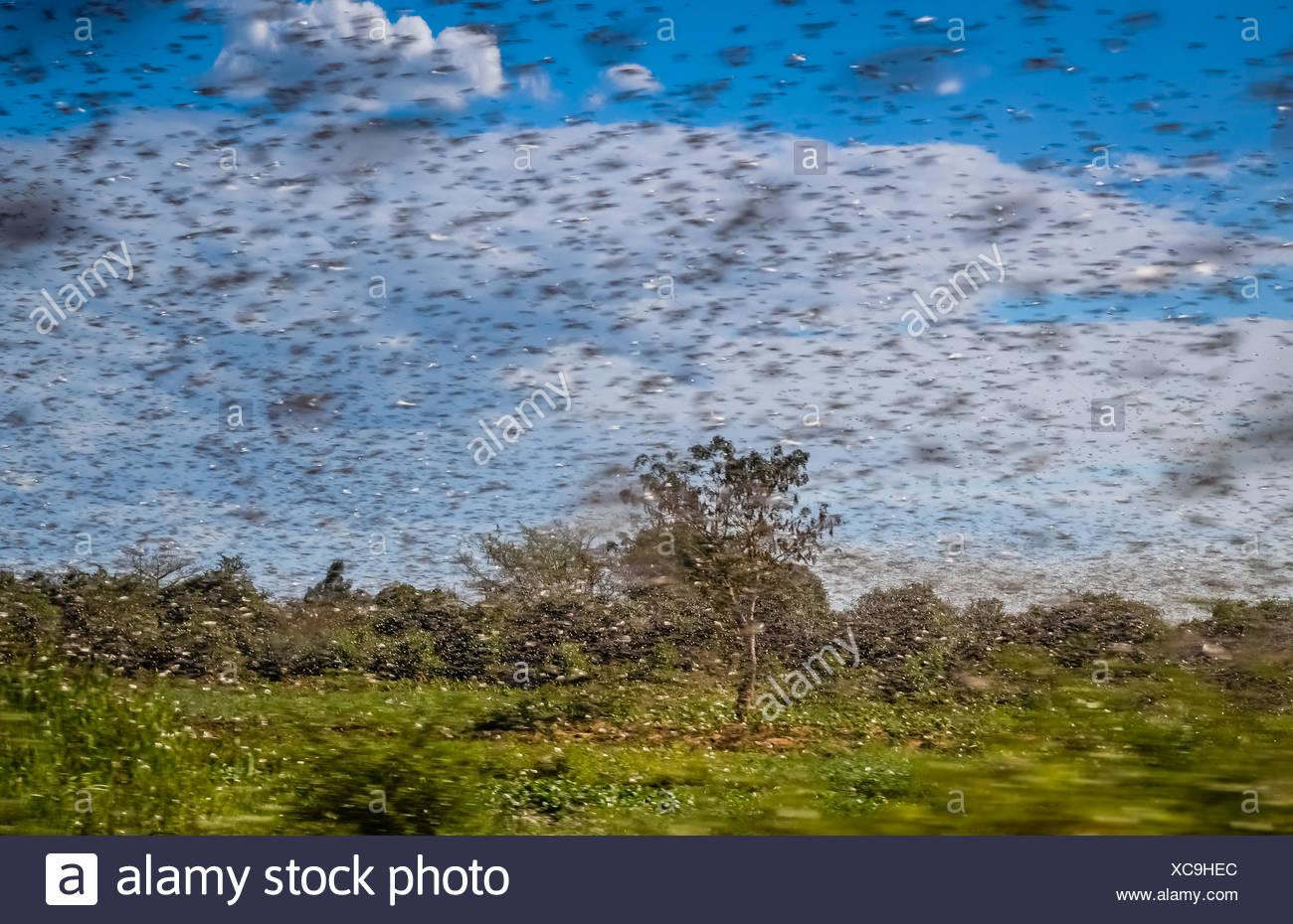 Locust Swarm Crop Stock Photos & Locust Swarm Crop Stock Images - Alamy