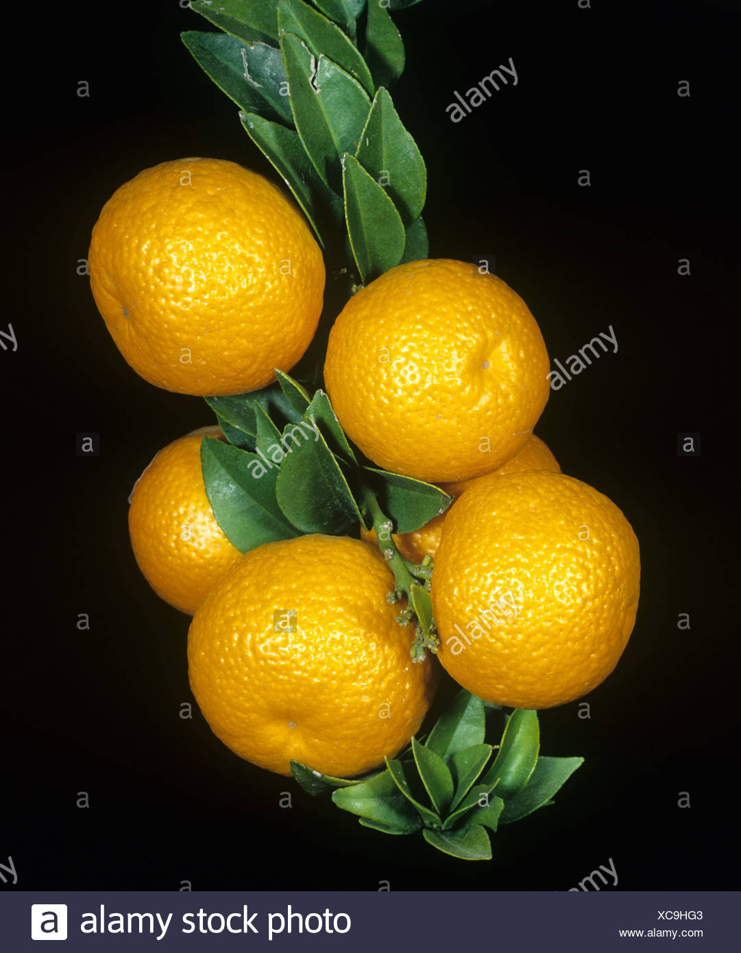Citrus Myrtifolia High Resolution Stock Photography and Images - Alamy