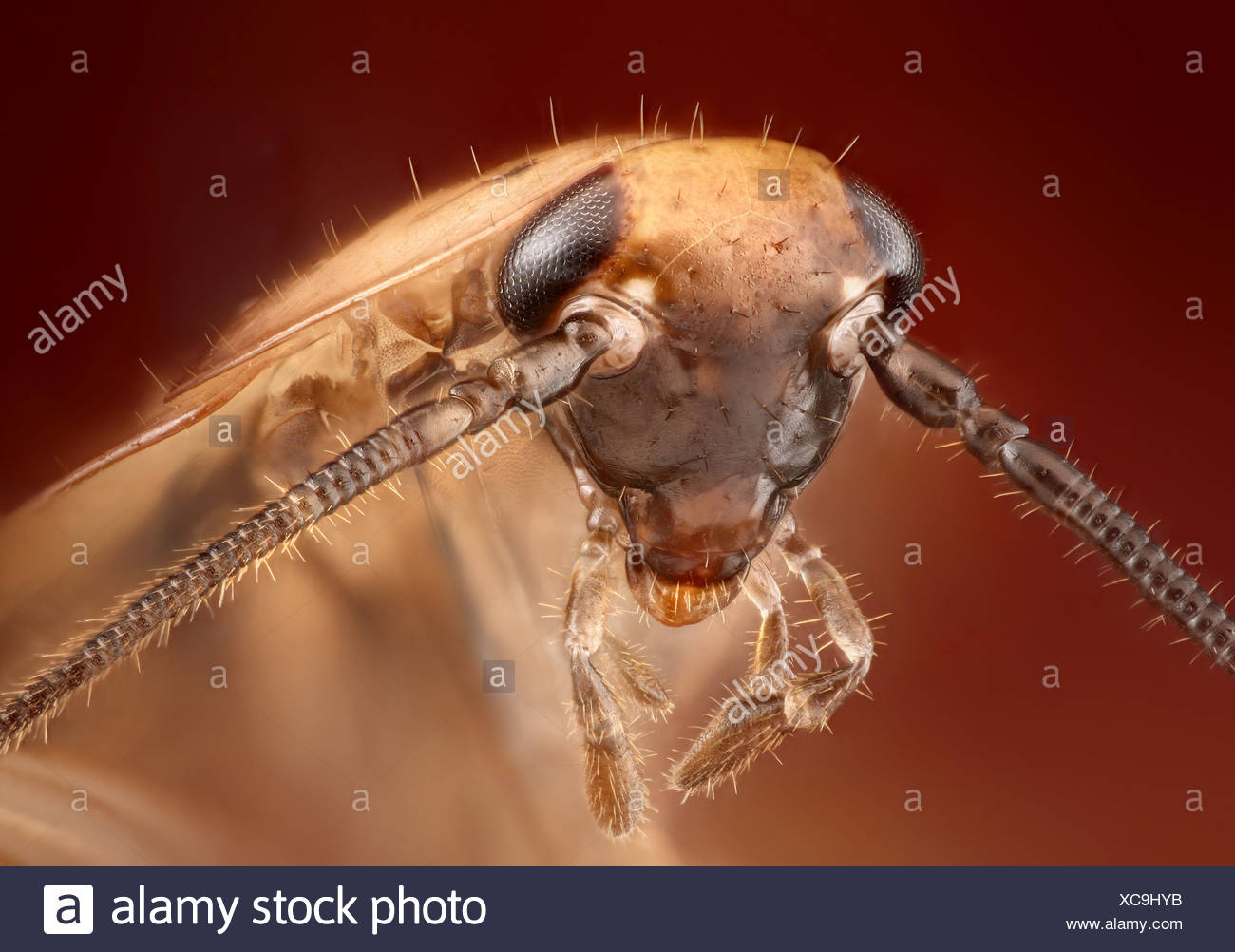 Flying Cockroach Stock Photos & Flying Cockroach Stock Images - Alamy