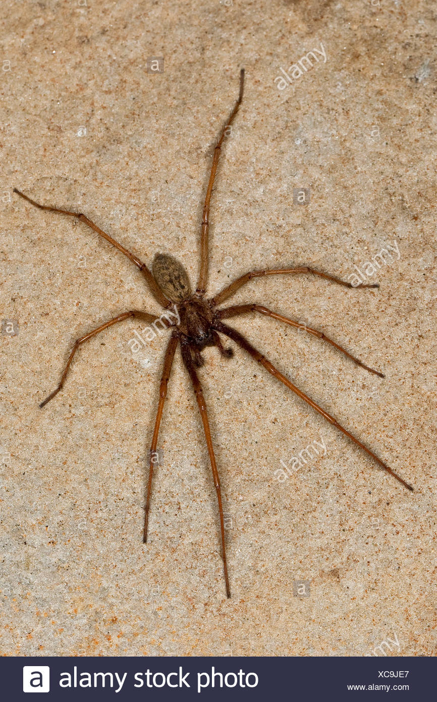 House Spider Stock Photos & House Spider Stock Images - Alamy