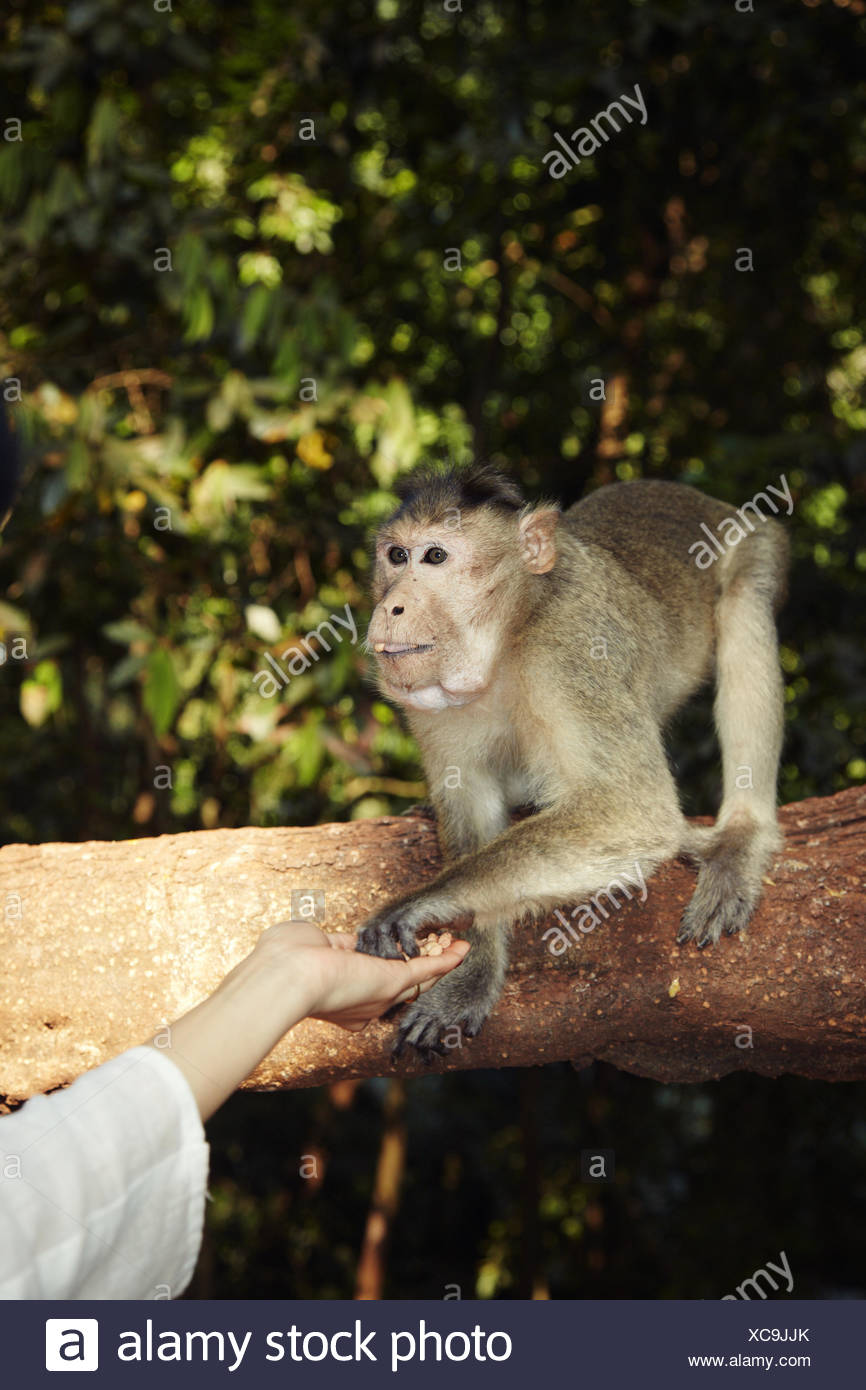 Human Hand Ape Hand Stock Photos & Human Hand Ape Hand Stock Images - Alamy