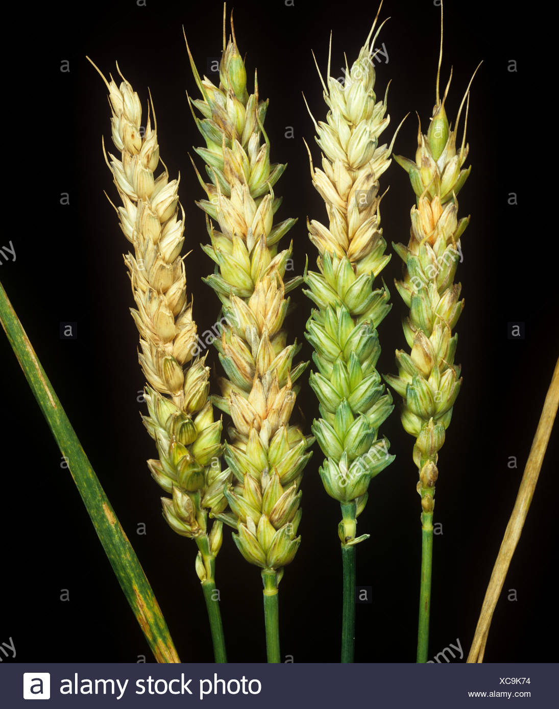 Head Of Wheat Grains High Resolution Stock Photography and Images - Alamy