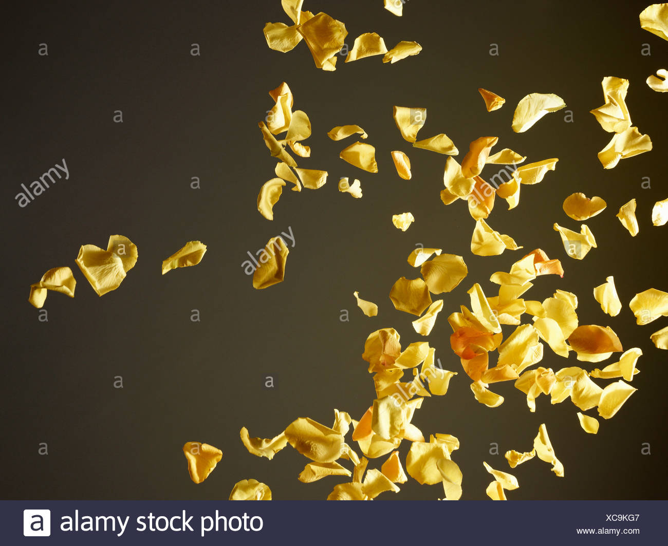 Petals Falling Flower Rose High Resolution Stock Photography and Images ...