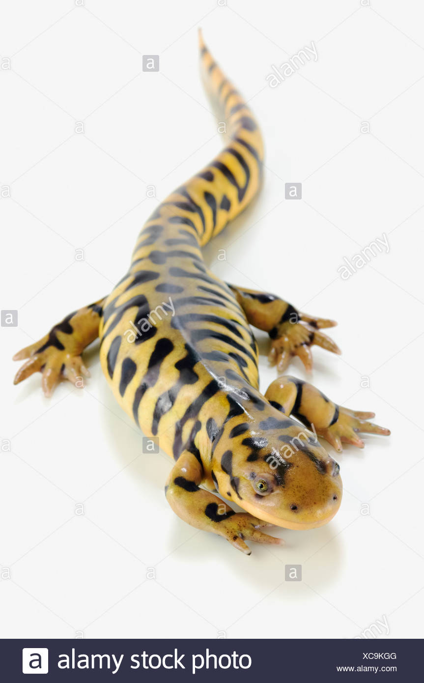 Tiger Salamanders High Resolution Stock Photography and Images - Alamy