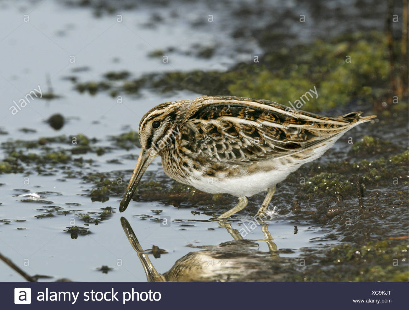 Eat Snipe High Resolution Stock Photography and Images - Alamy