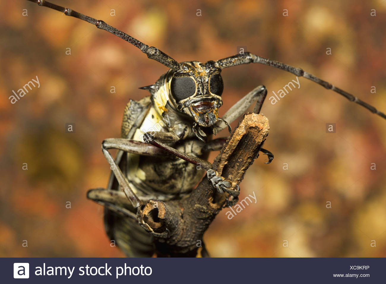 Frightening Insect High Resolution Stock Photography and Images - Alamy