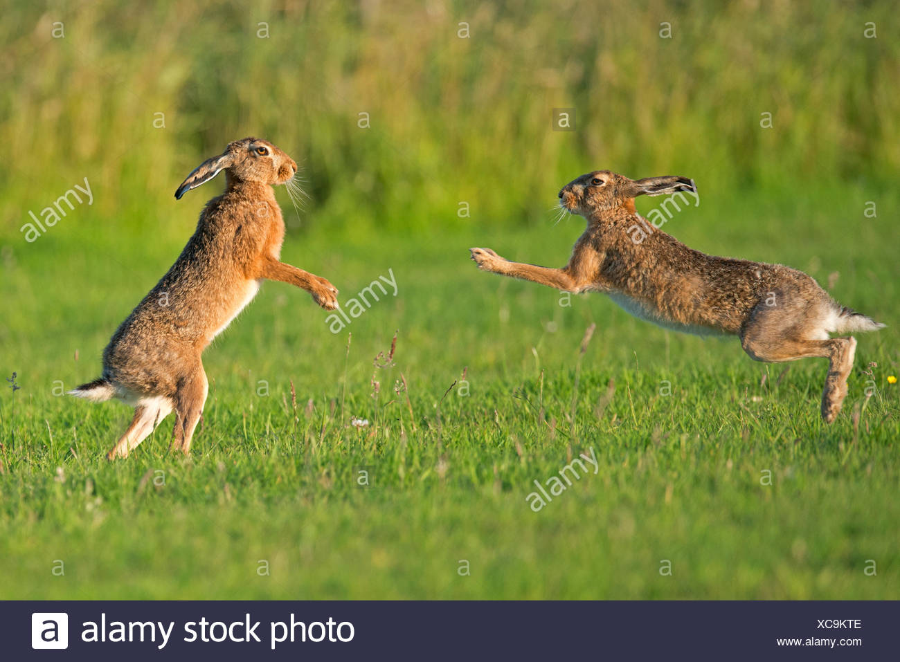 Hares Uk Stock Photos & Hares Uk Stock Images - Alamy
