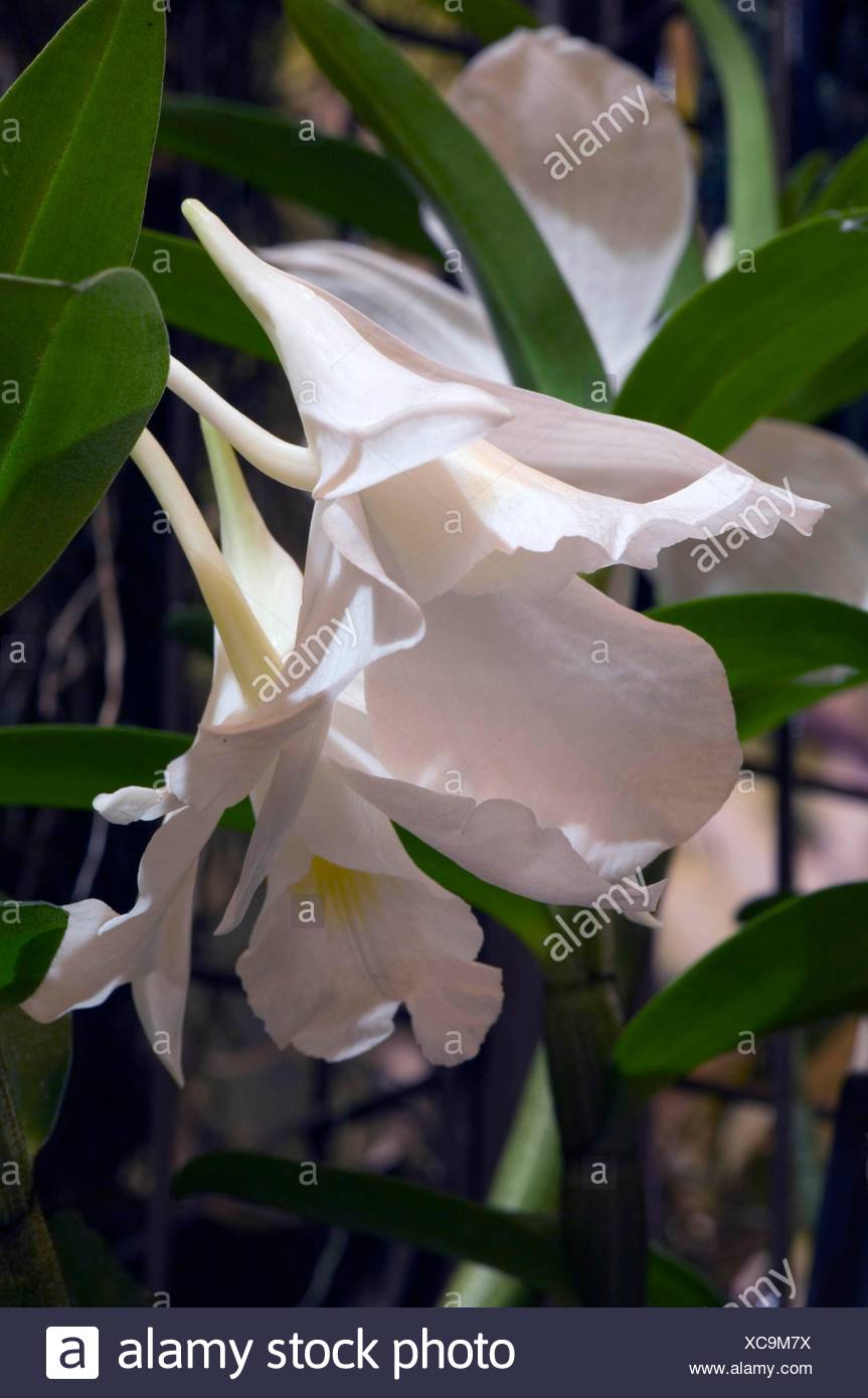 Dendrobium Infundibulum High Resolution Stock Photography and Images ...